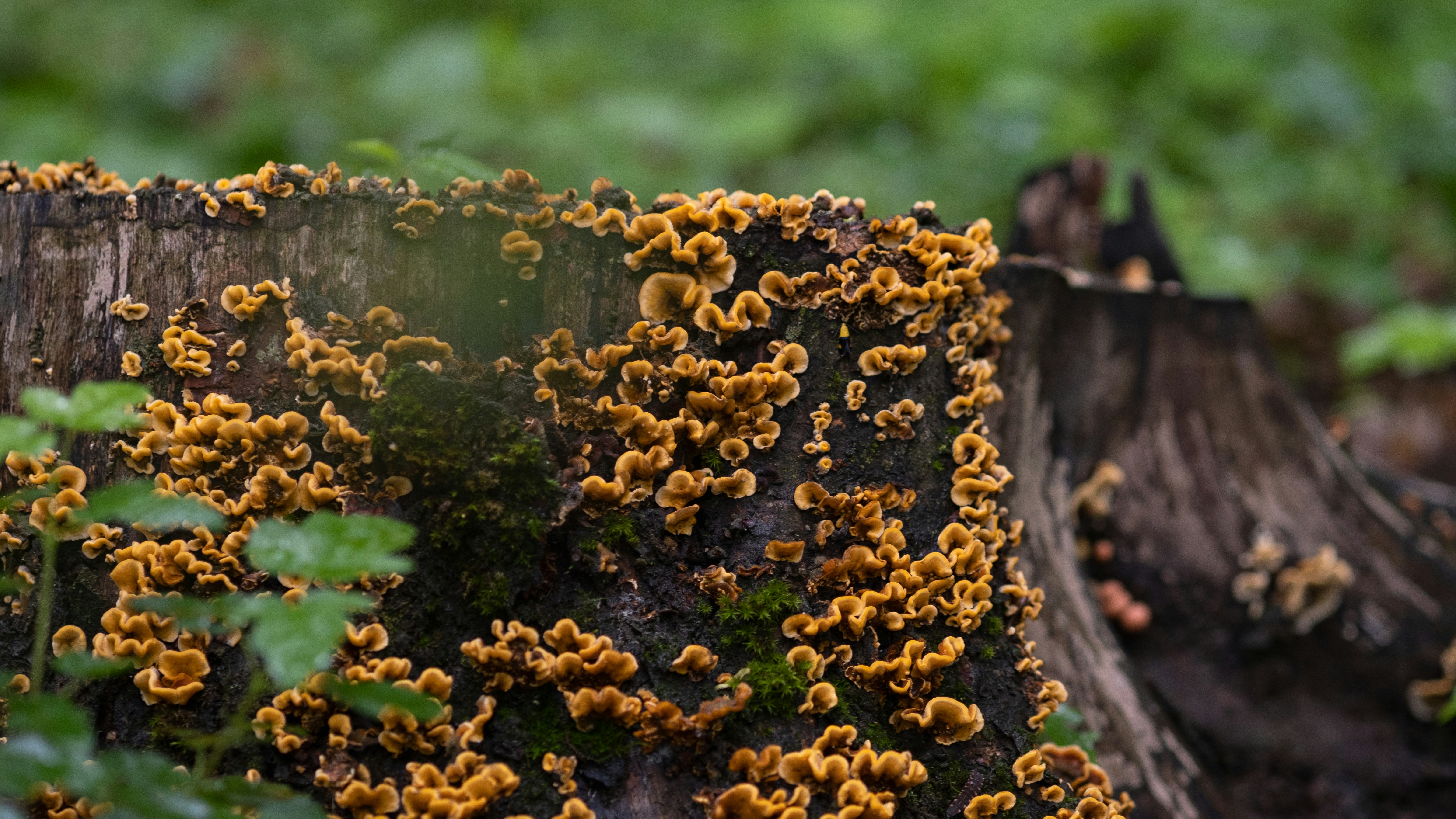 Photo by Serghei Savchiuc with Fujifilm X-T3