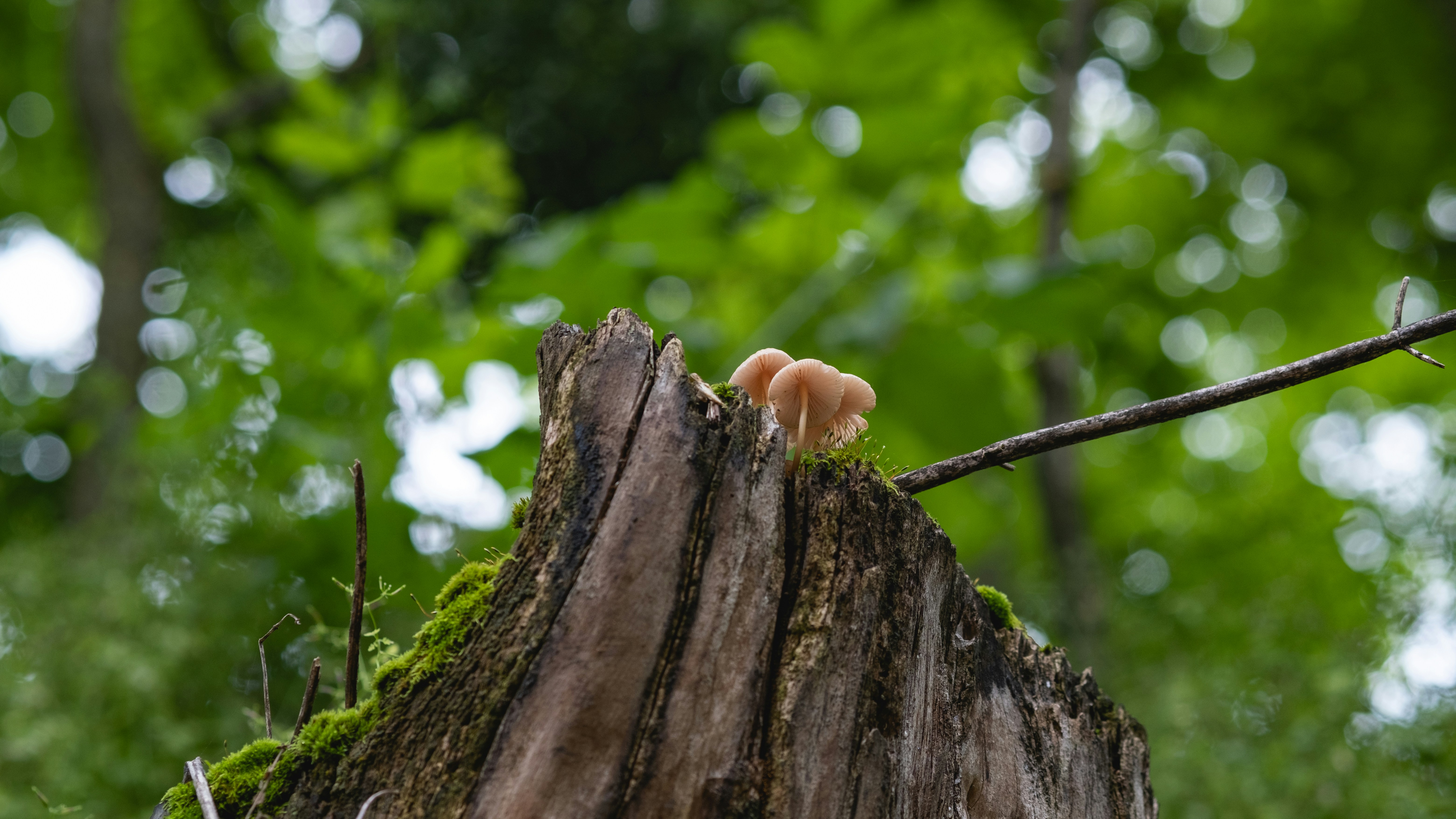 Rosy Fungus on Moss-Crowned Timber: A Quiet Forest Macro Moment