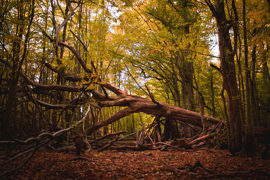 A large fallen tree spans a dense forest floor covered in leaves, surrounded by tall trunks and golden autumn foliage. Dark branches crisscross the scene under soft woodland light.