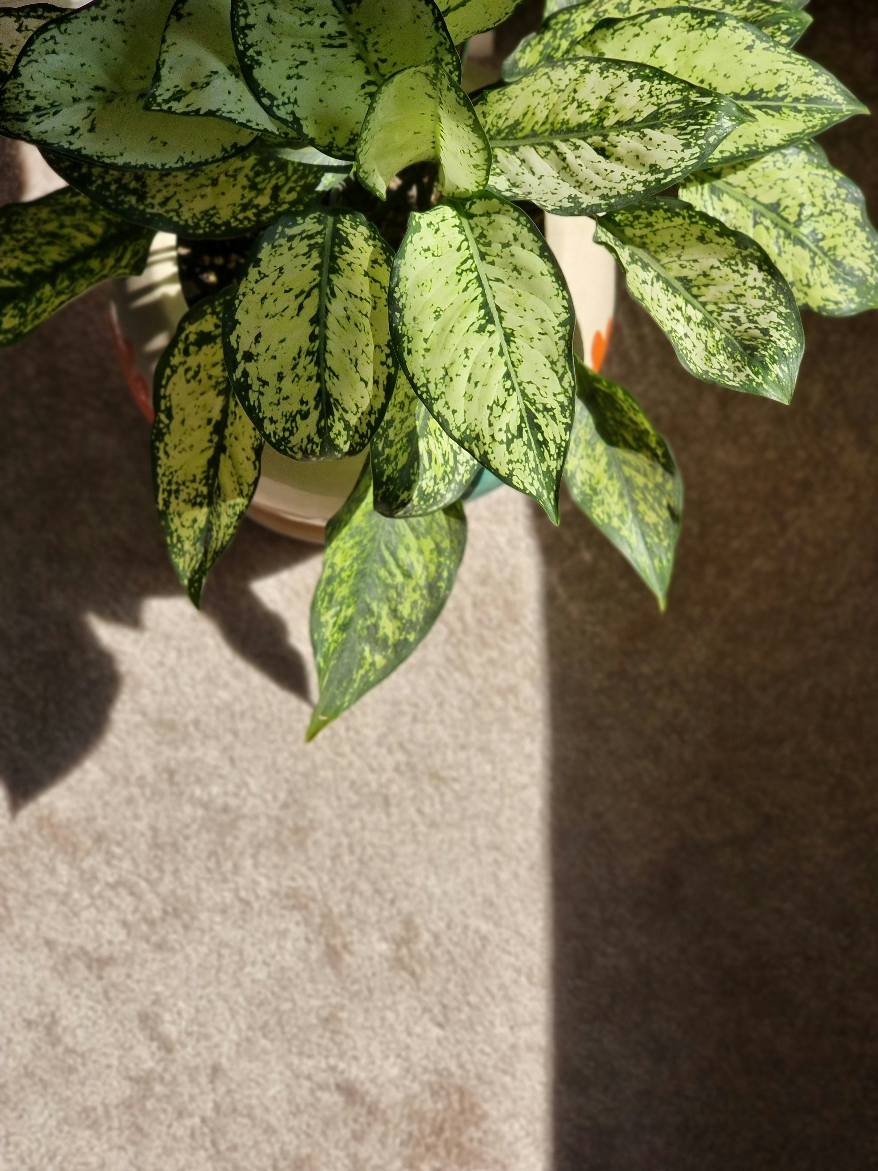 Sunlit Variegated Pothos Cascading Over a Concrete Edge