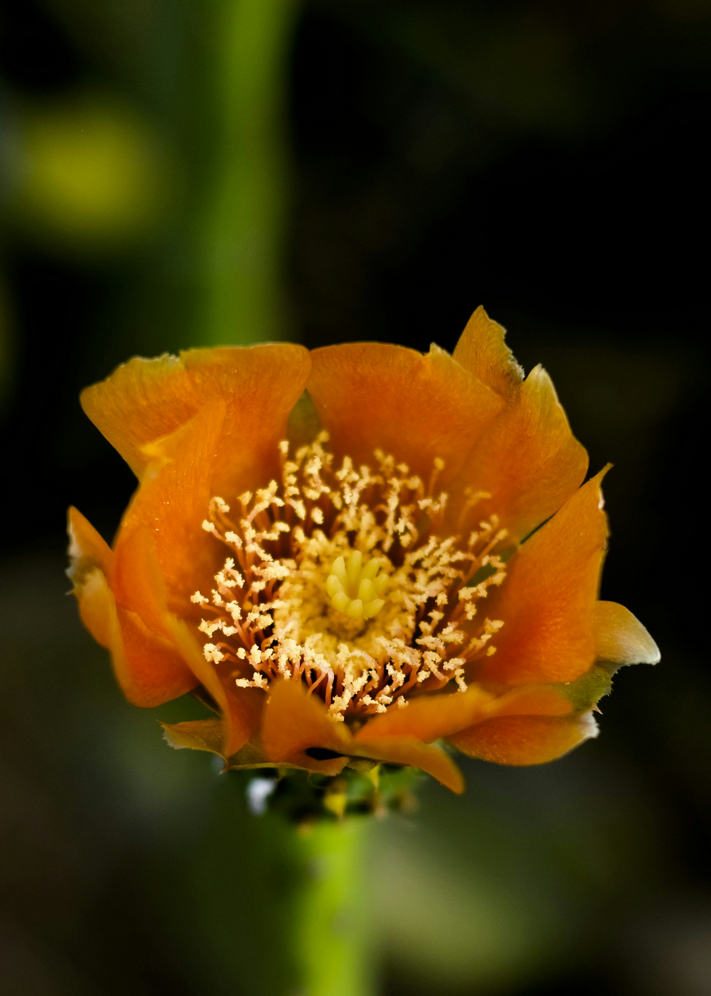 Amber Crown: Macro Portrait of a Fiery Poppy Against Velvet Night