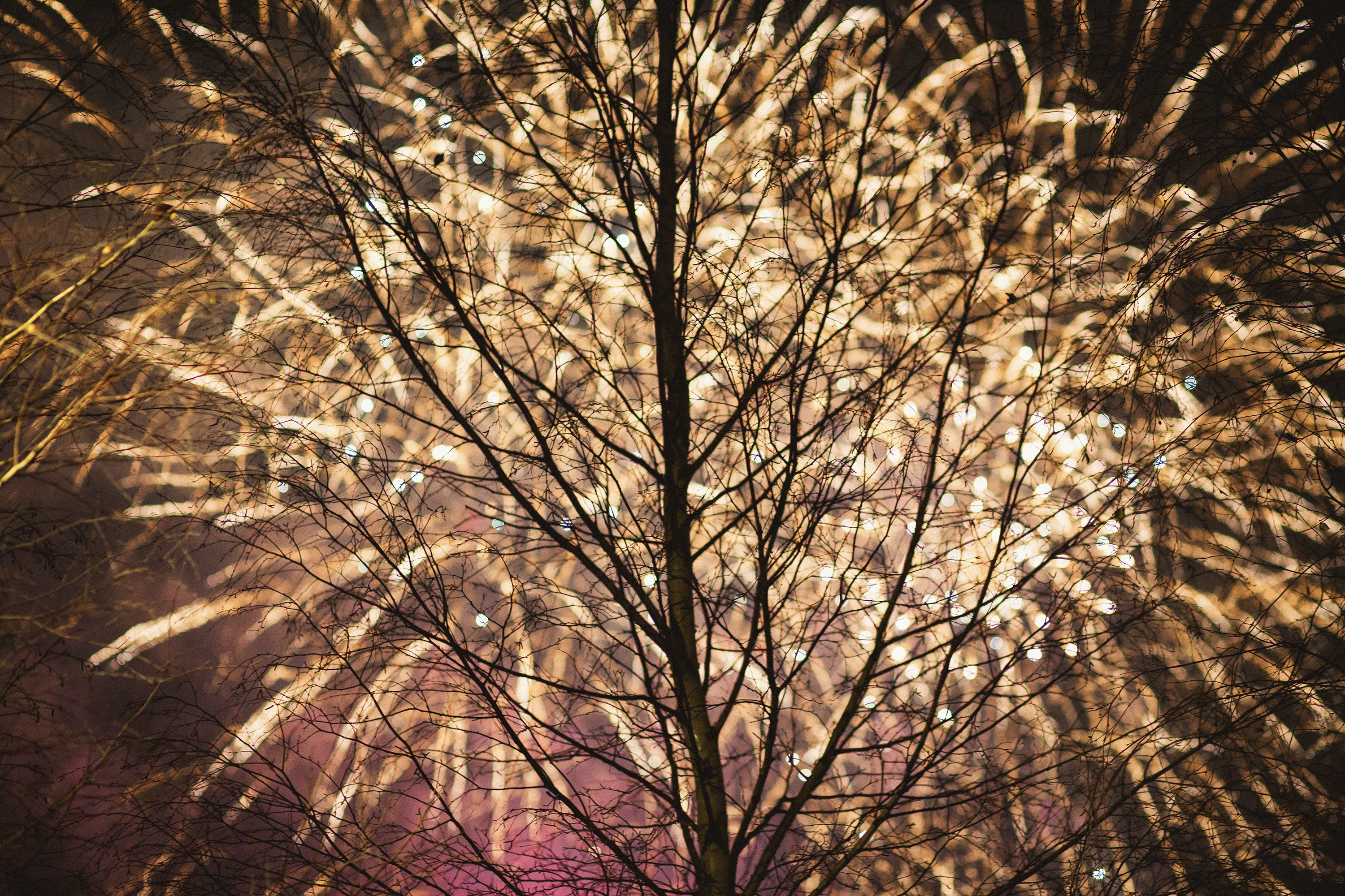 Branching Silhouette Beneath a Fireworks Tapestry