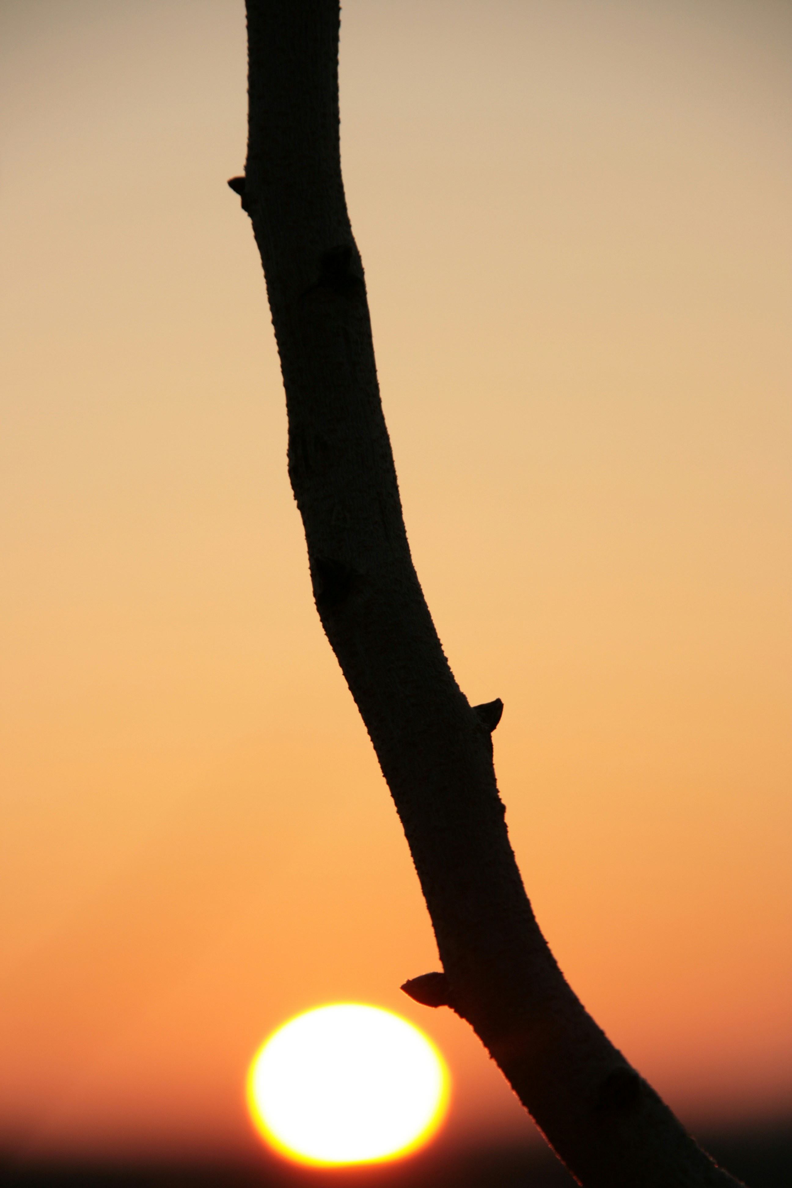 Photo by Gerard Cos with Canon EOS 400D