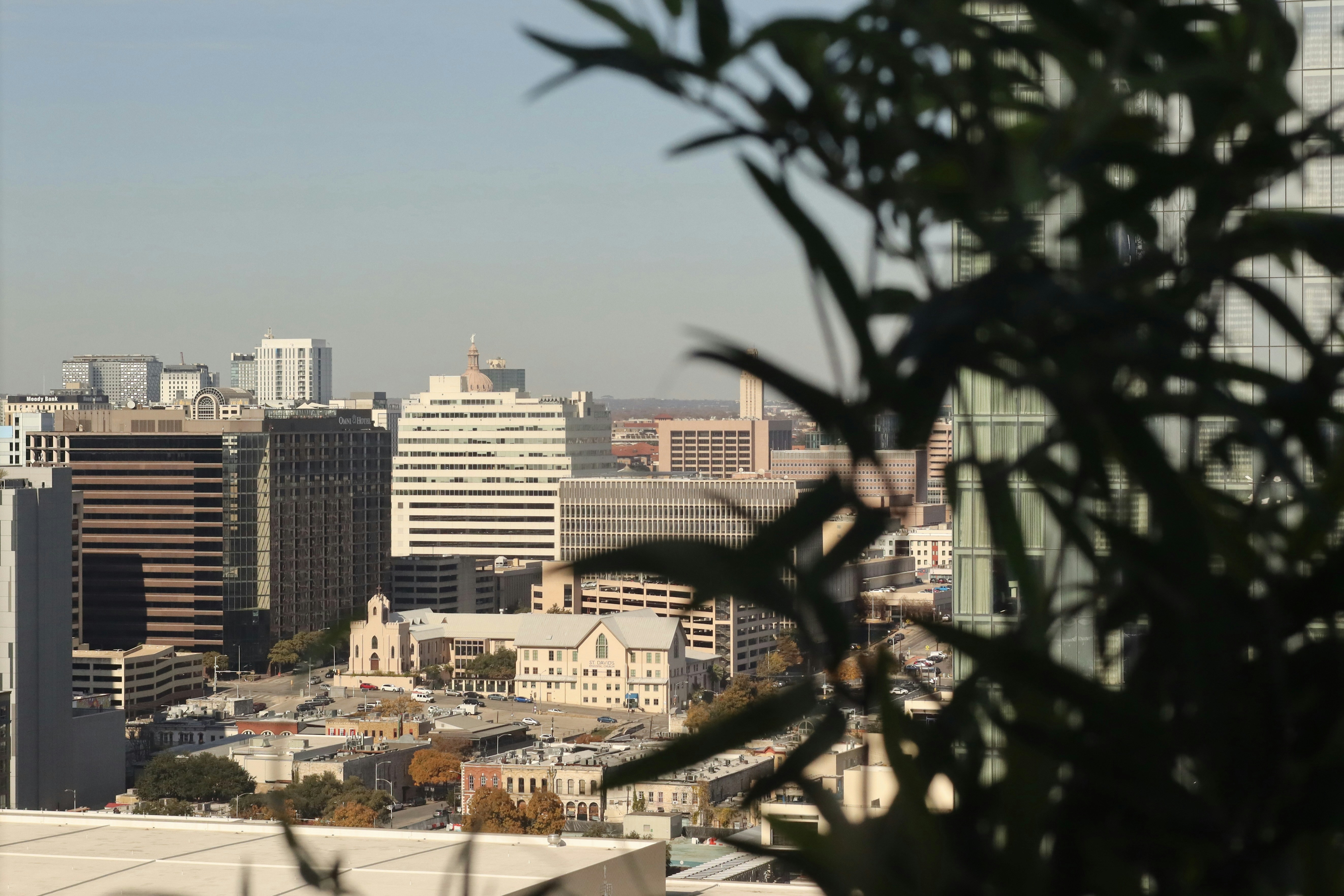 Urban skyline framed by foreground branches