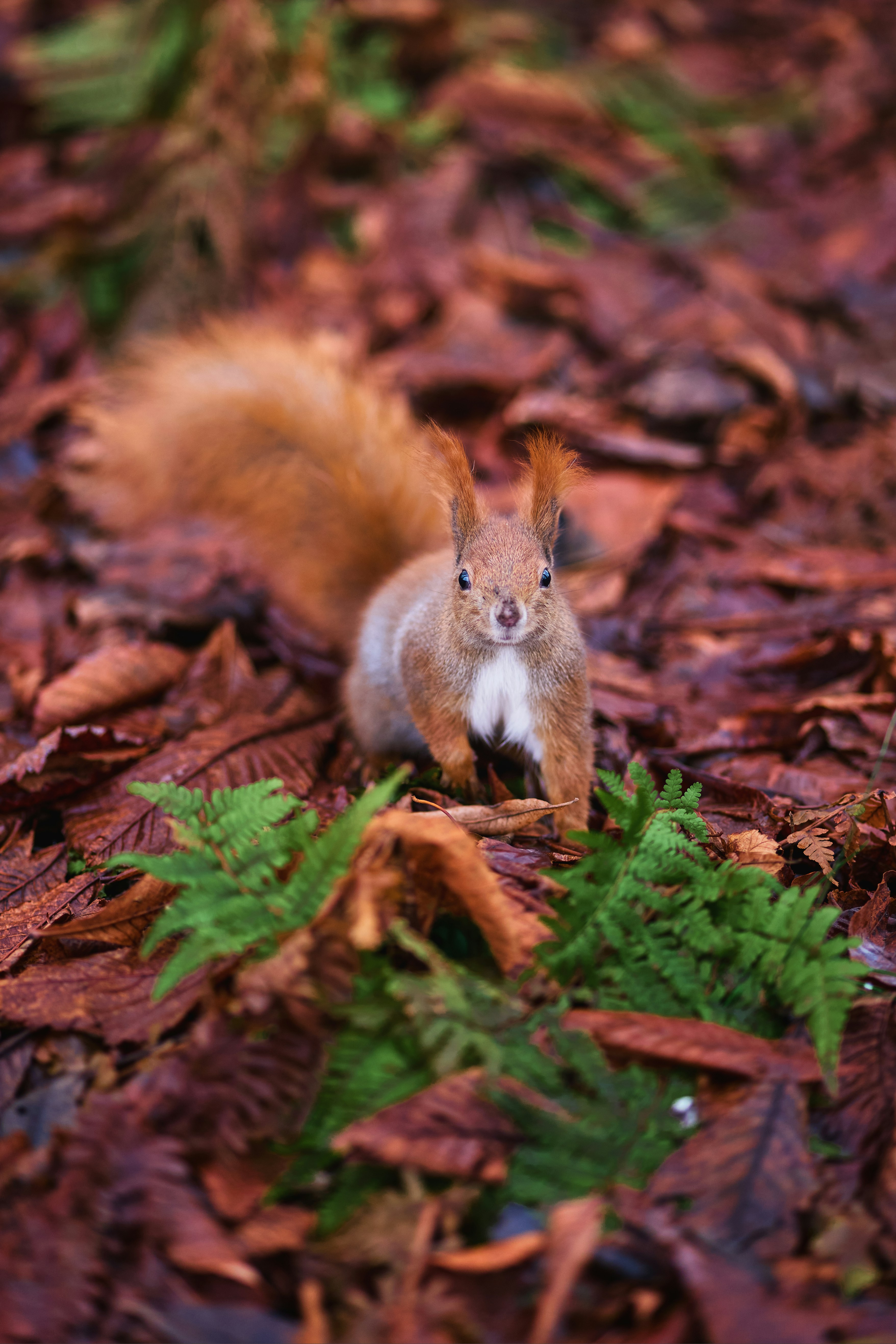 A squirrel is standing in the middle of the leaves photo – Free Poland ...