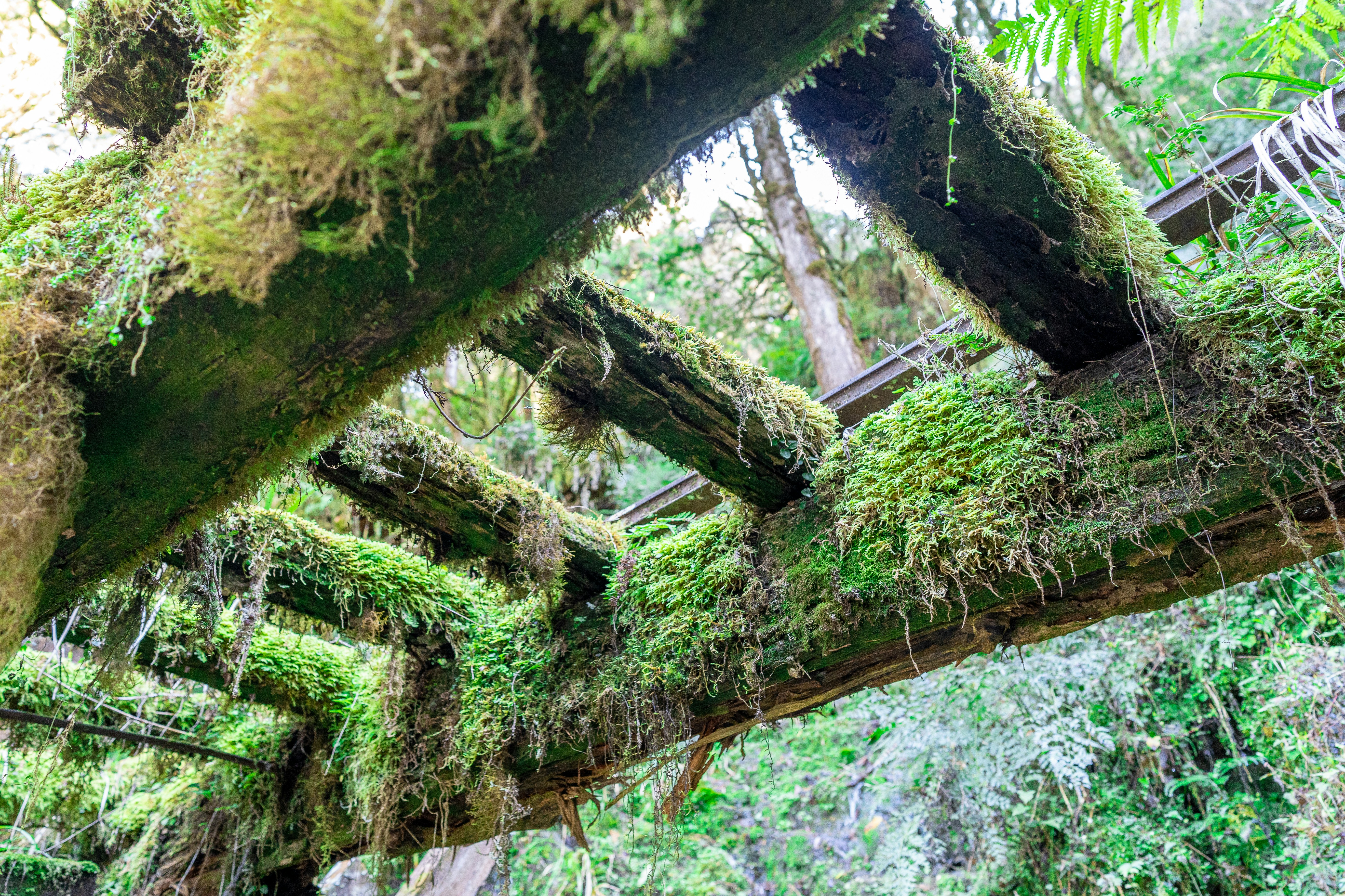 Moss-Encrusted Beams Loom Over a Verdant Forest Corridor