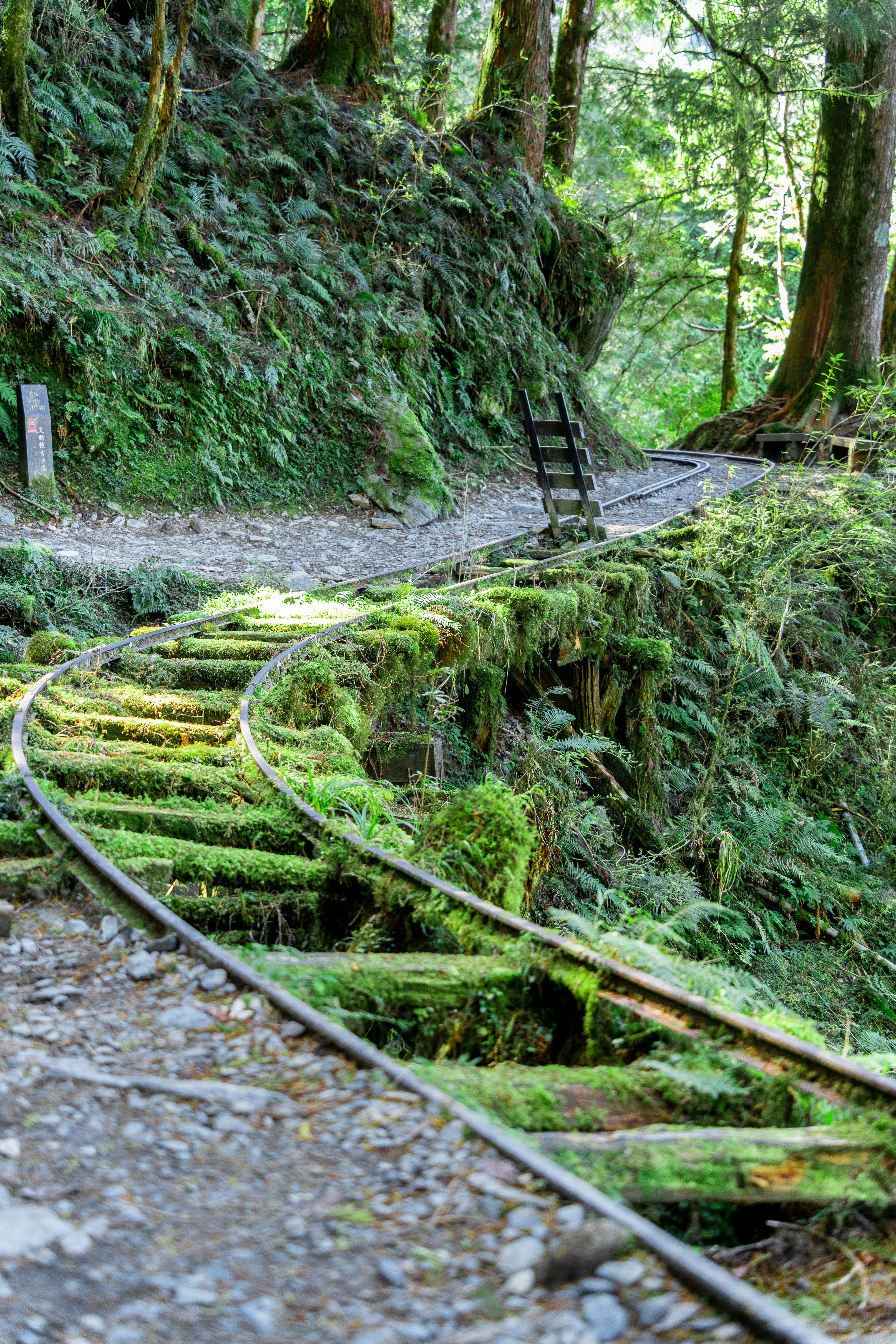 Curving Moss-Blanketed Rail Winding Through a Quiet Emerald Forest