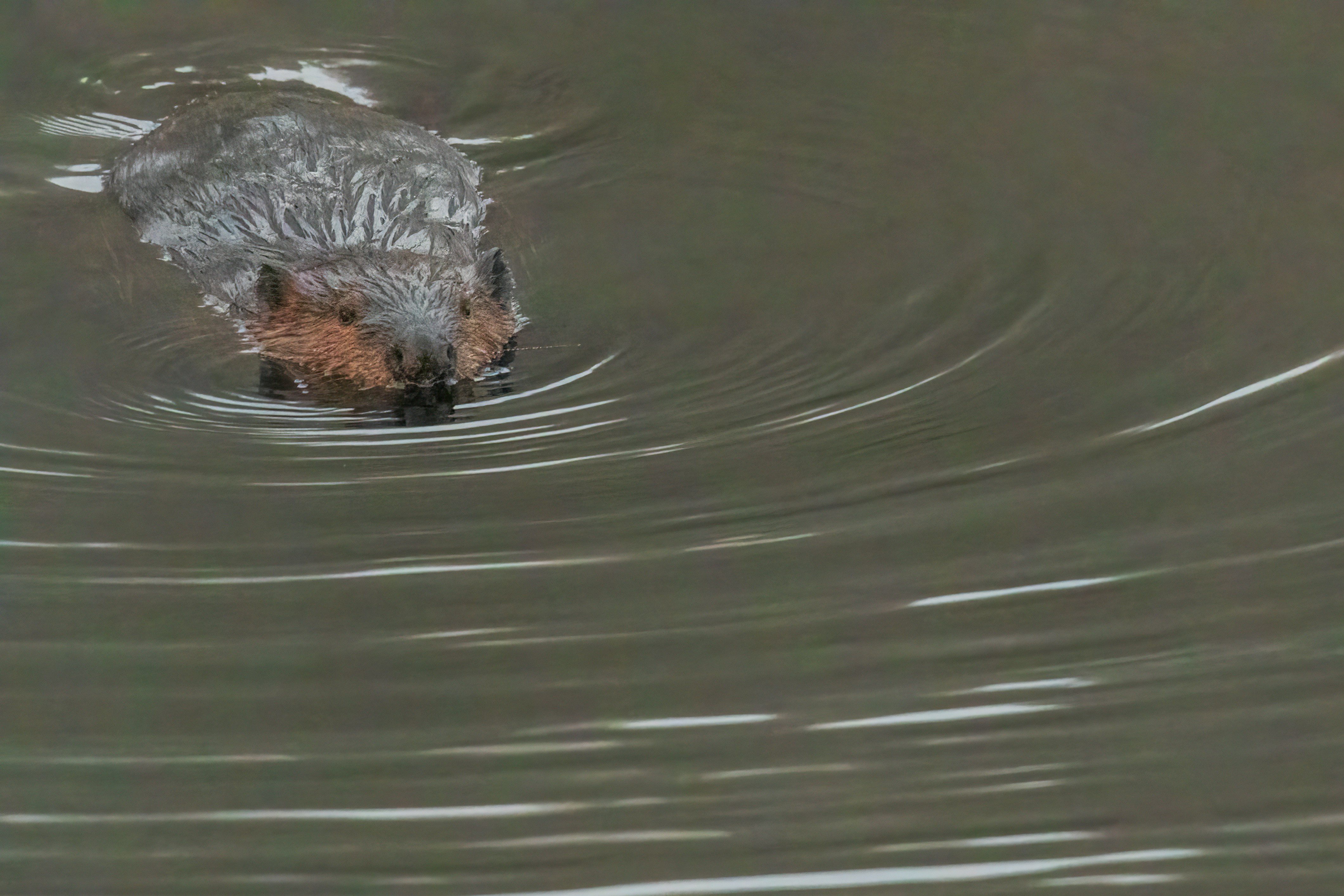 A beaver swimming in the water with its head above the water's surface ...