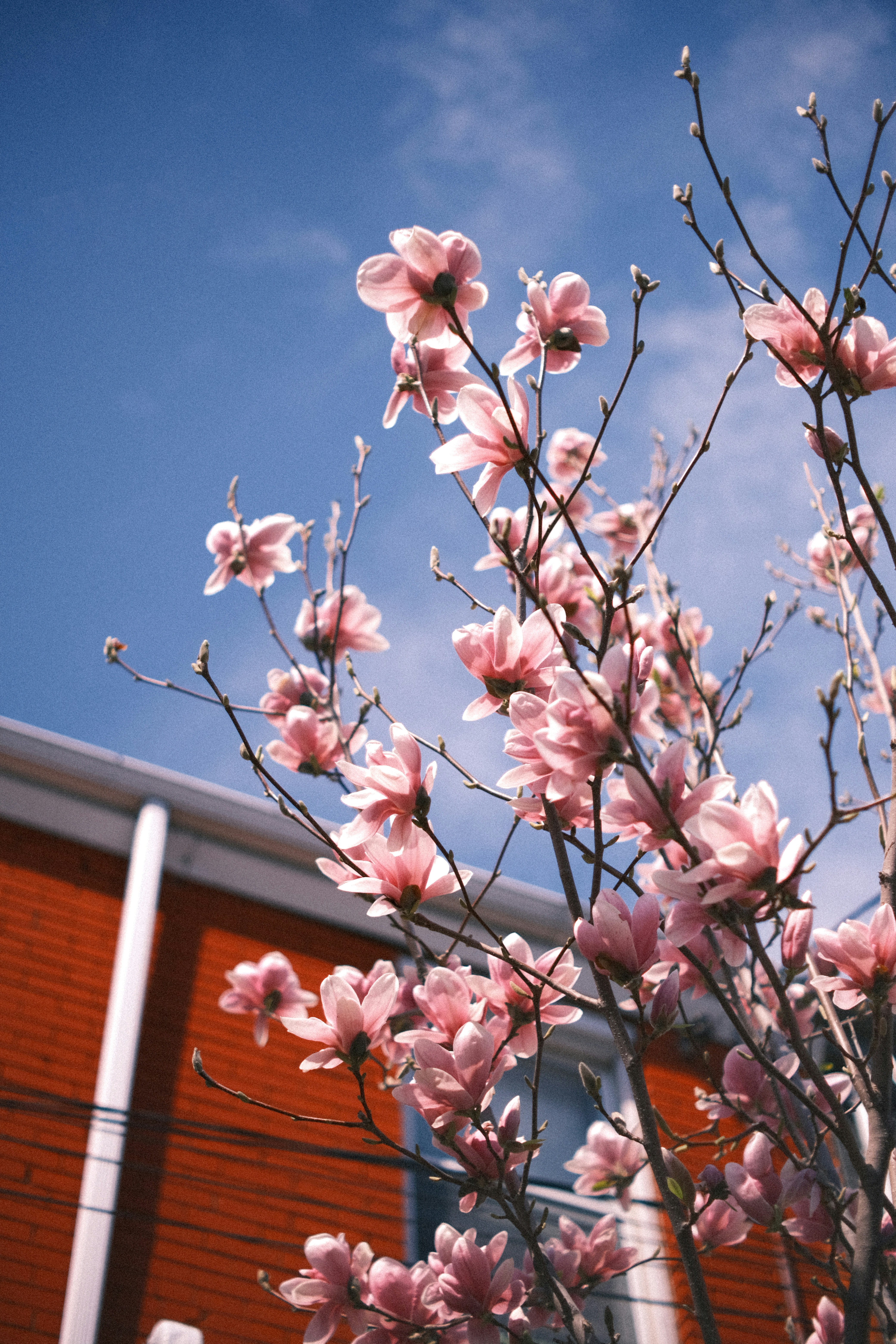 Magnolia Bloom Anchored Against a Clear Spring Sky