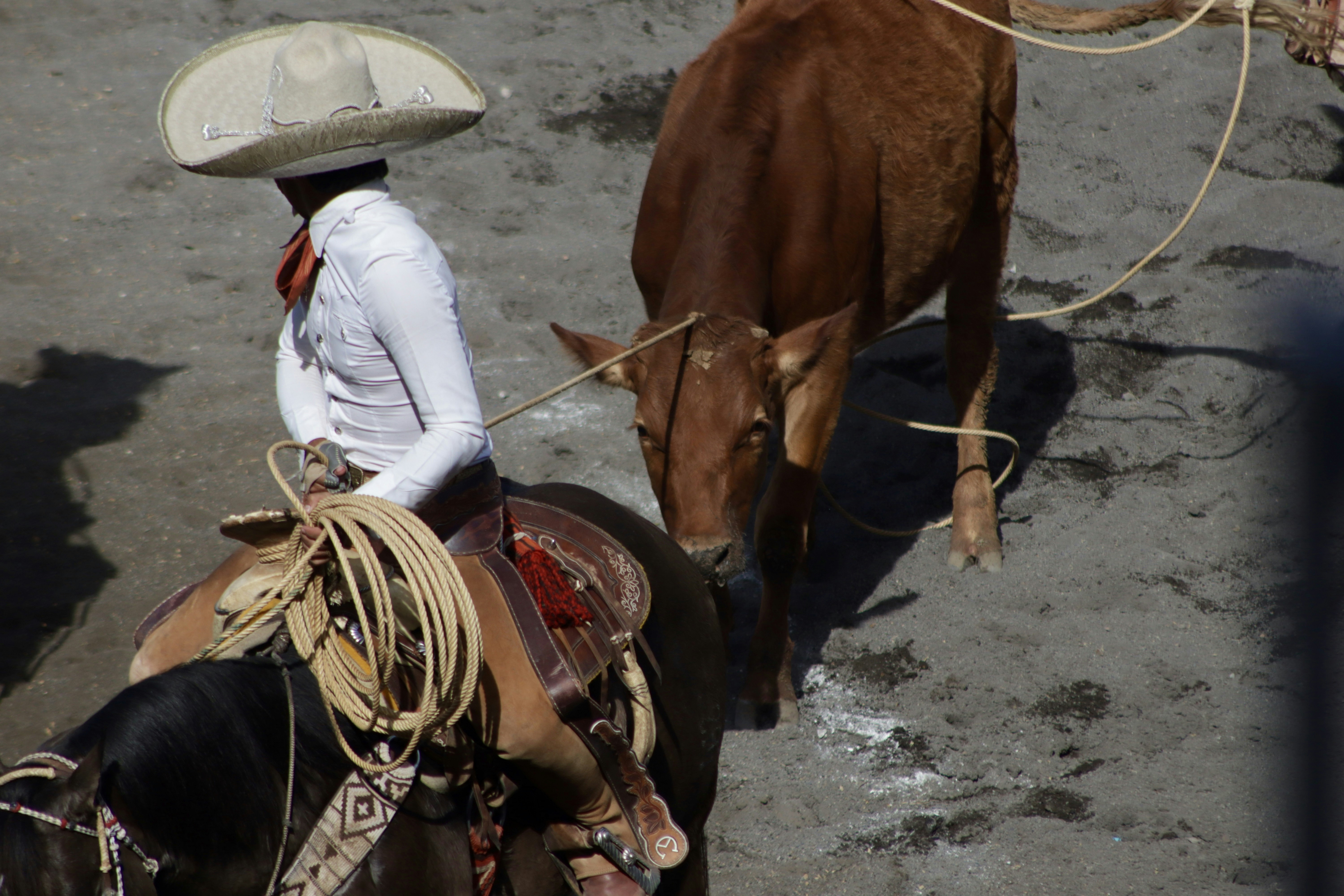 Rider and Horse in a Dusty Arena