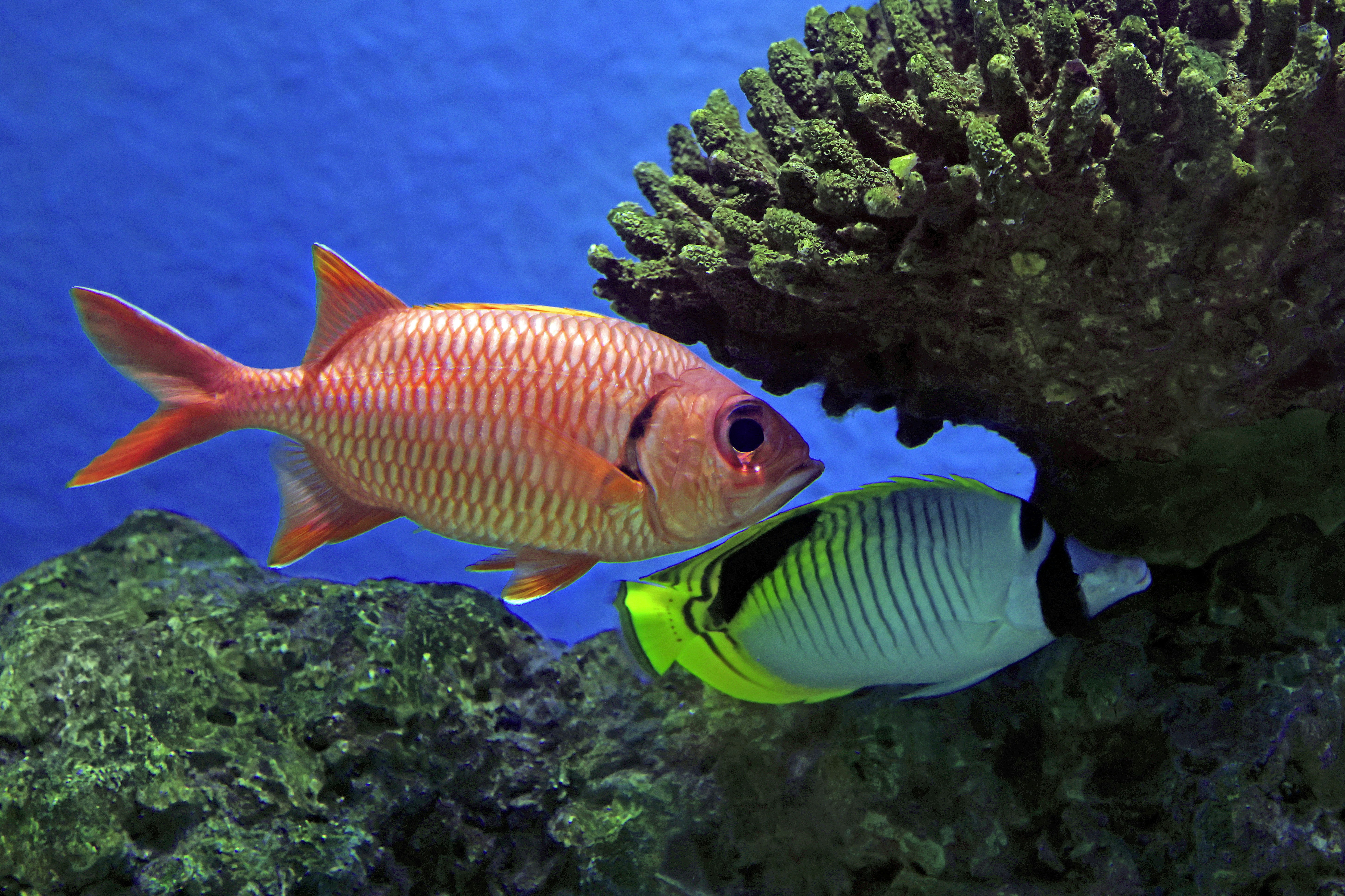 A couple of fish that are swimming in some water photo – Free Dundees ...