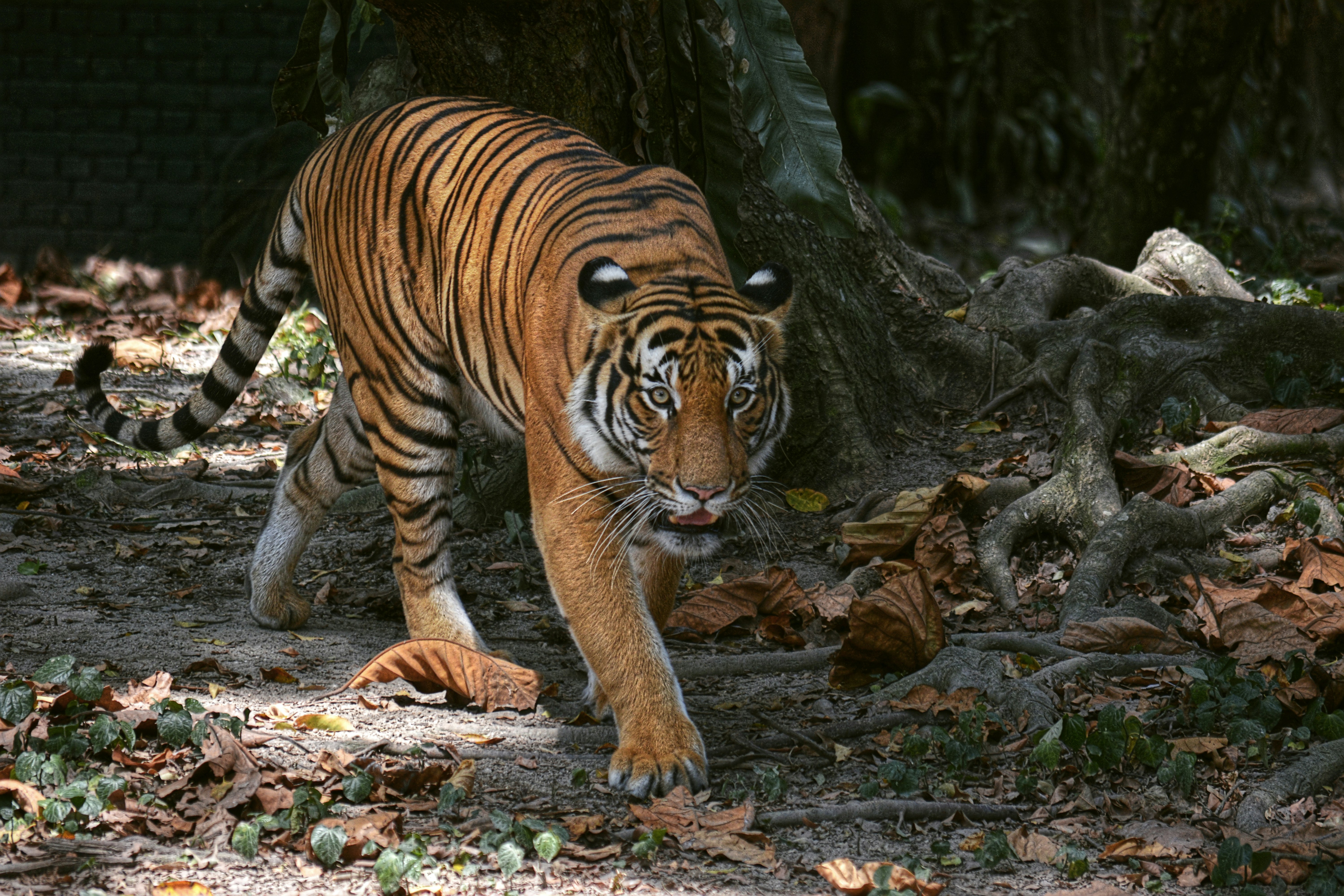 A large tiger walking across a forest covered in leaves photo – Free ...
