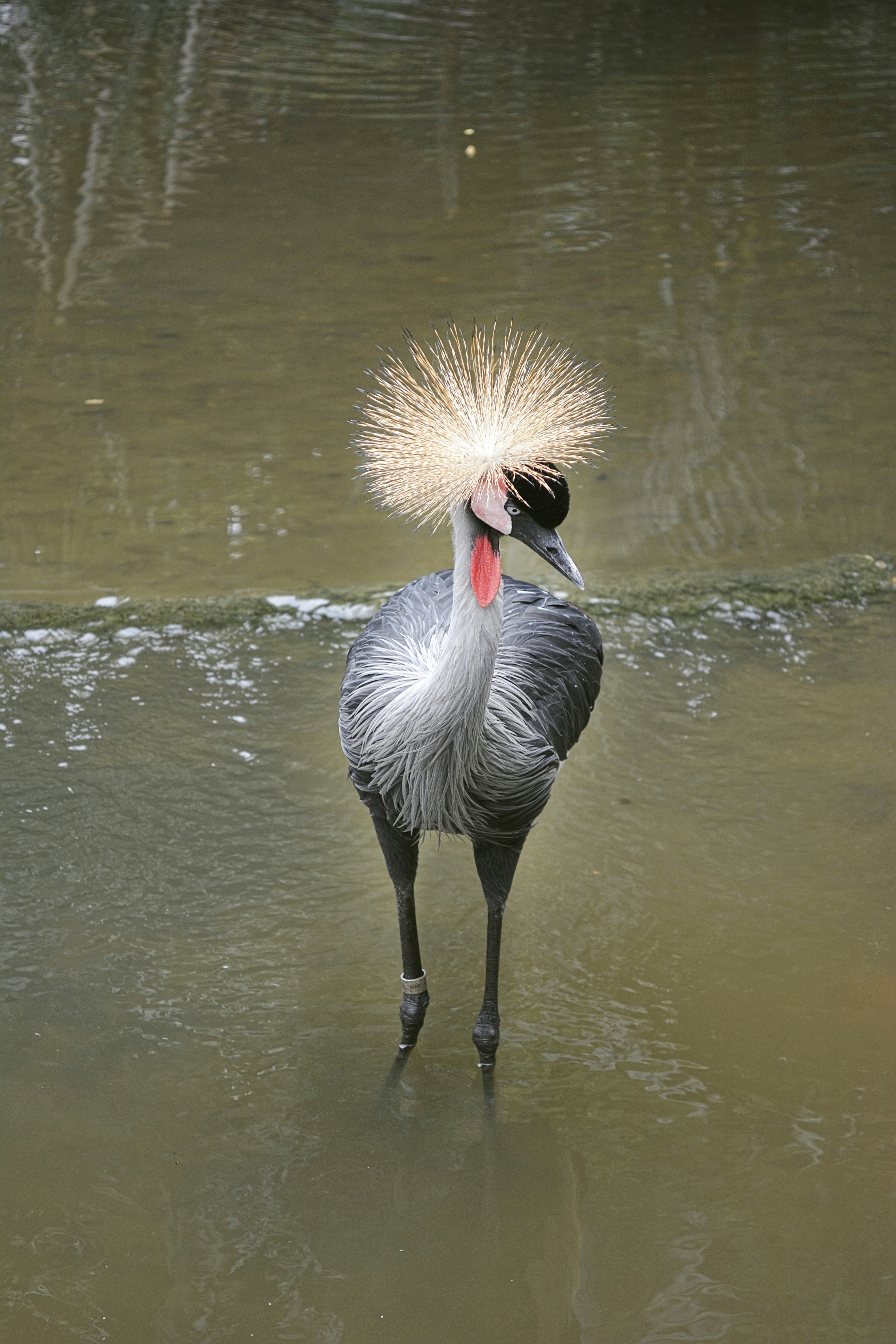 Haloed in Water: A Grey Crowned Crane Pauses by the Pond