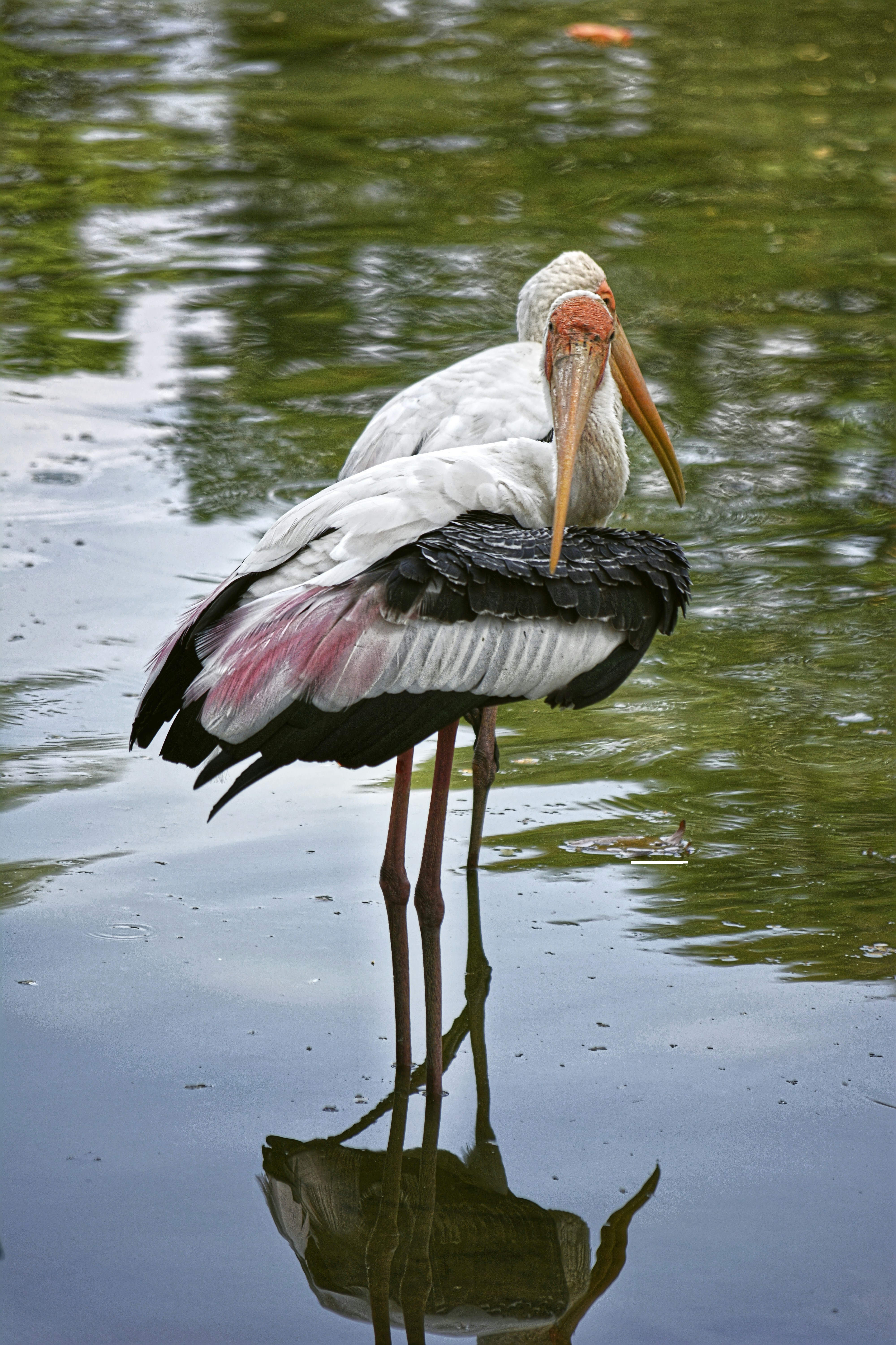 Painted Stork in a Quiet Pond: Pink-tinged Wings and Reflective Water