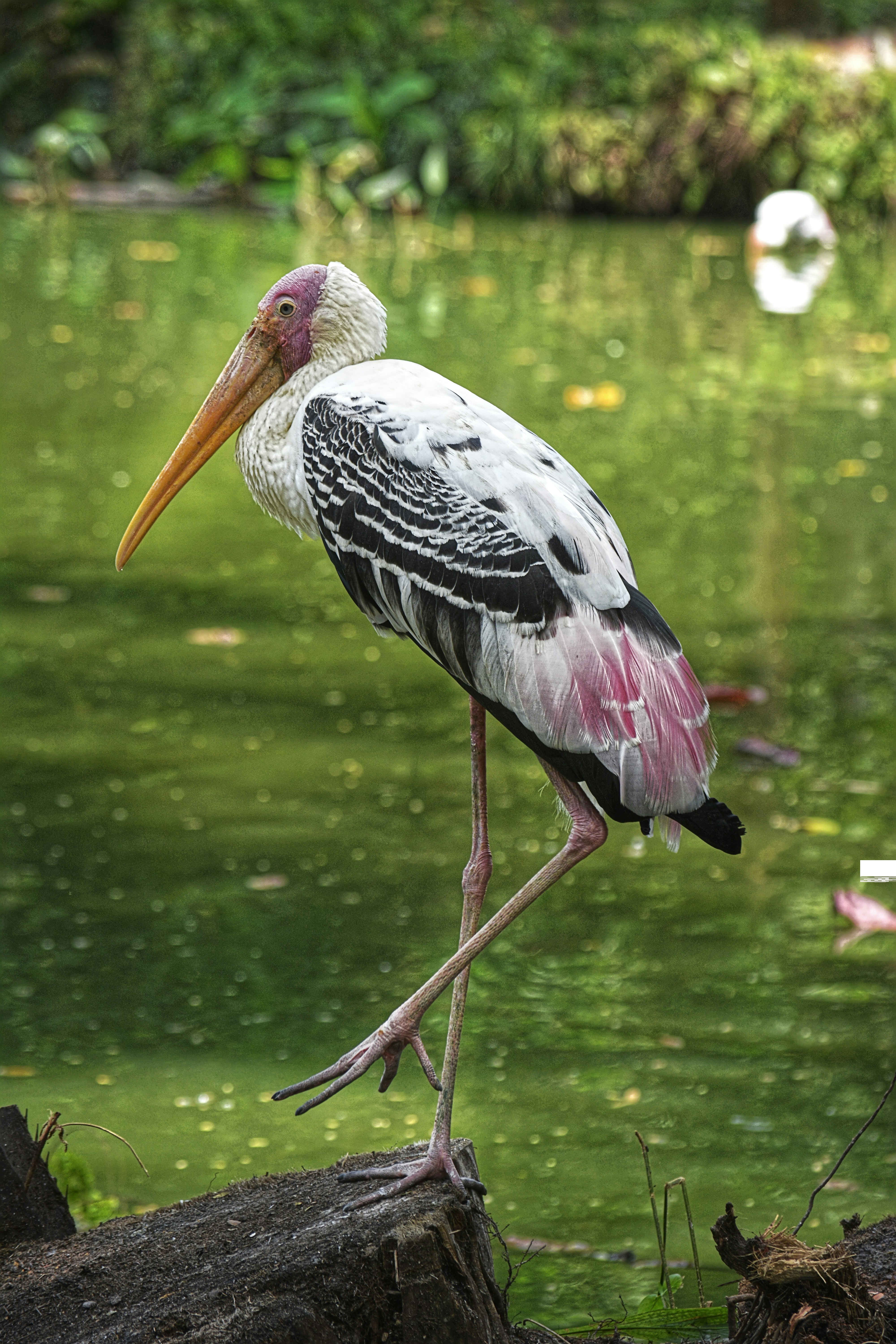 Assalamu Alaikum! 🐦🍃 Check out this gorgeous stork balancing on one leg at a pond’s edge, subhanallah. Its colorful feathers and long beak pop against the green background. The pond reflects the surrounding vegetation, framing the bird perfectly. | a bird with a long beak standing on a log