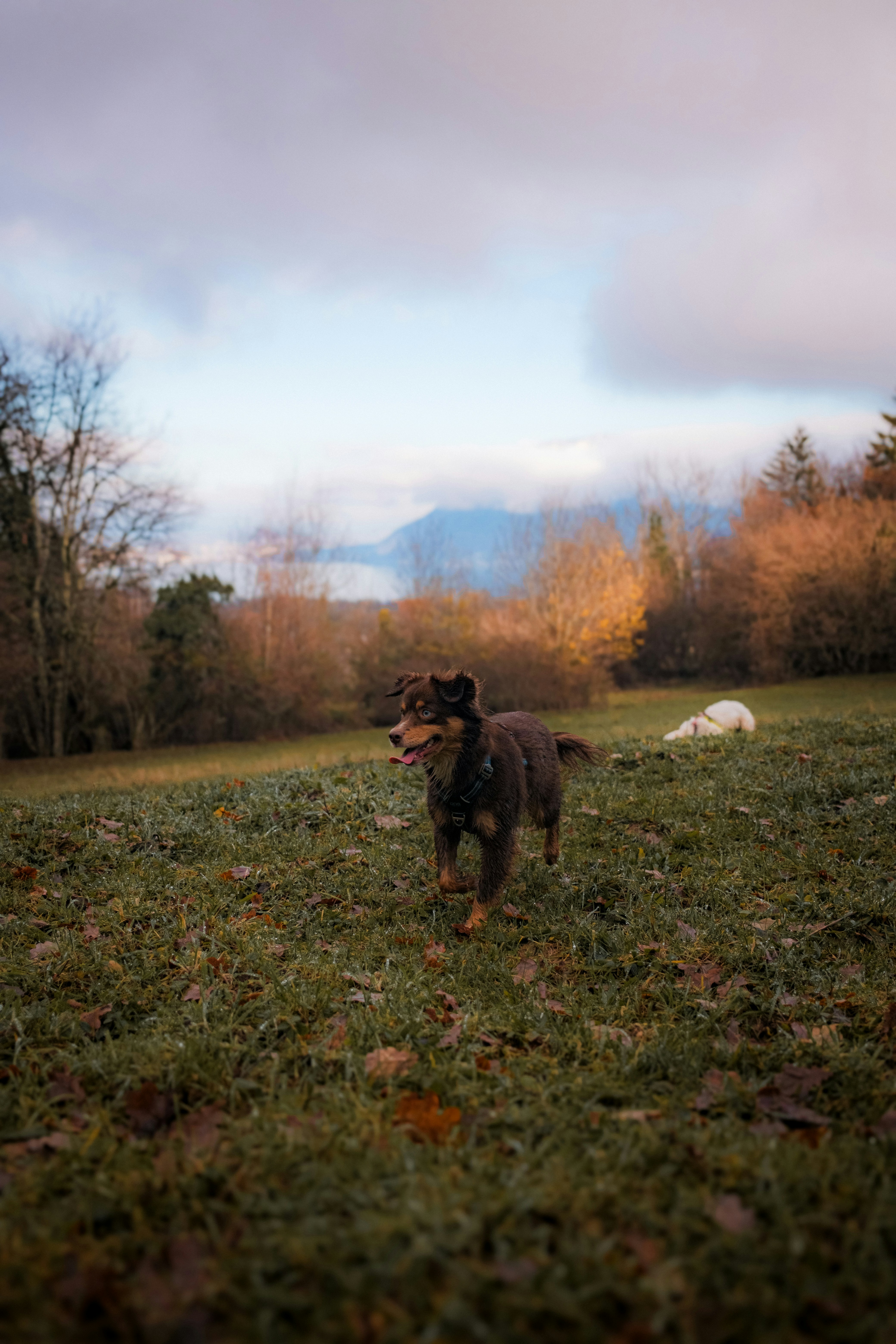 Sunny Field Scout: A Dog Leaps Through Autumn Light