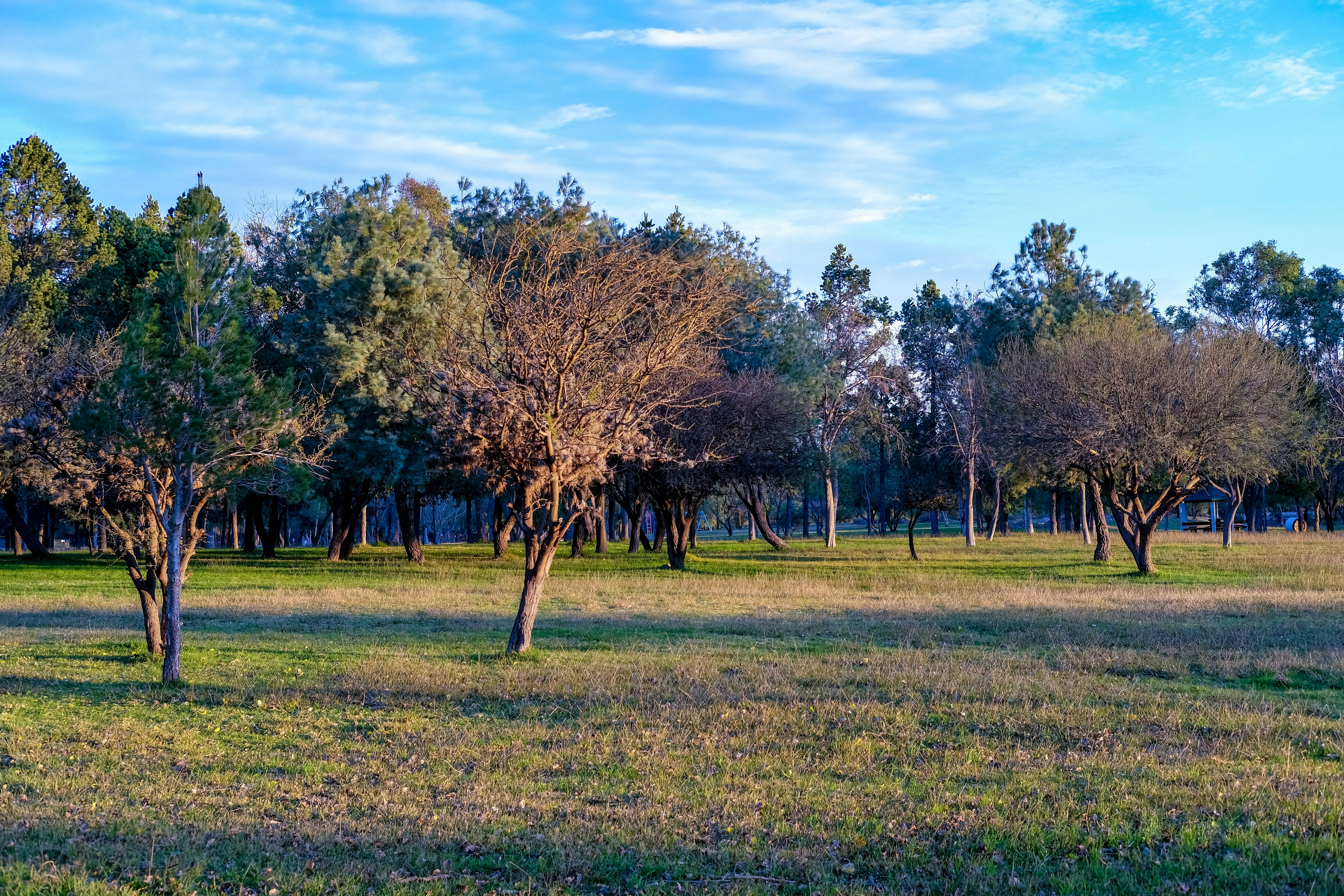 Sunlit trees casting long shadows over a grassy field under a vibrant blue sky.
