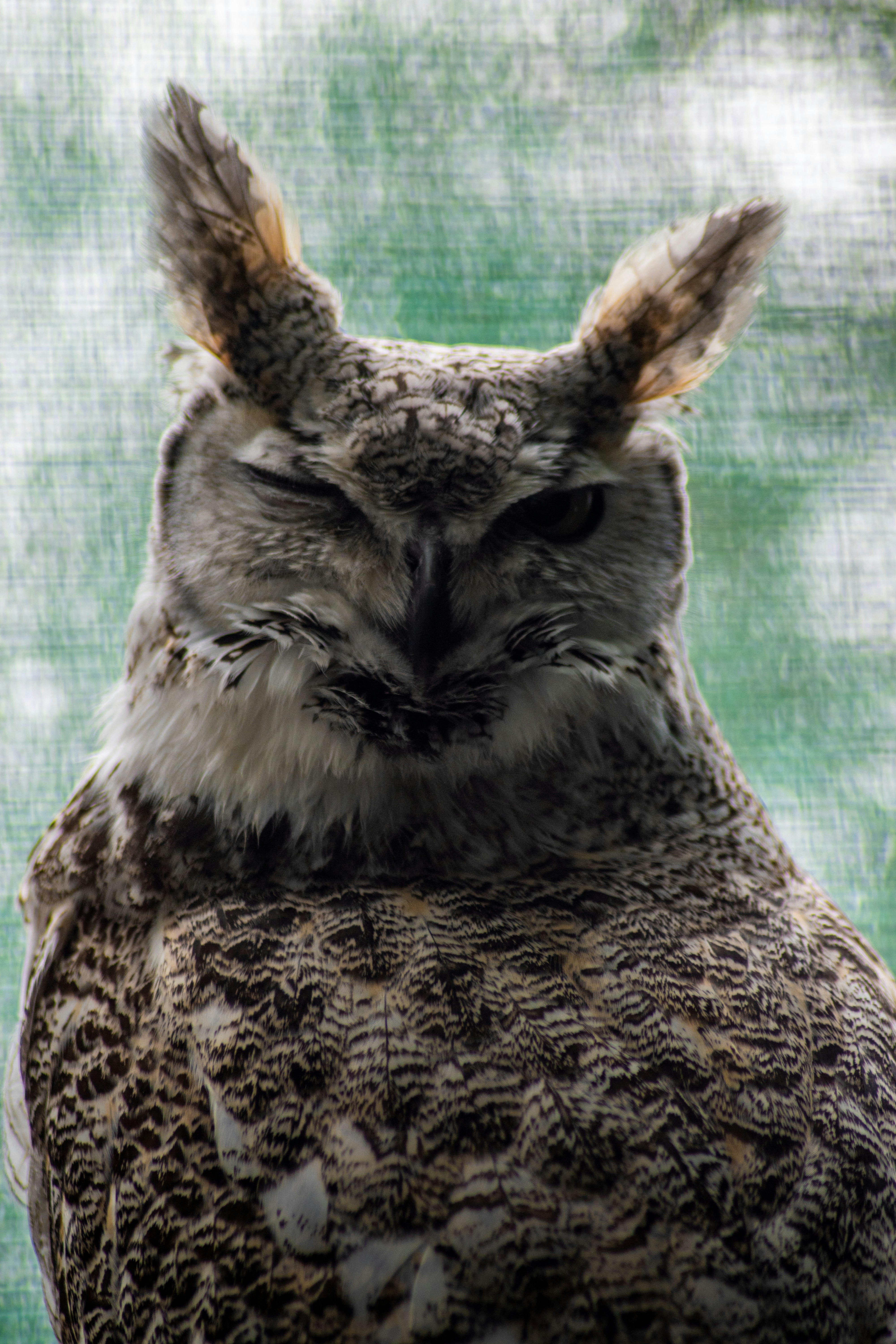 Gaze Behind the Veil: A Close-Up Owl Through a Screen