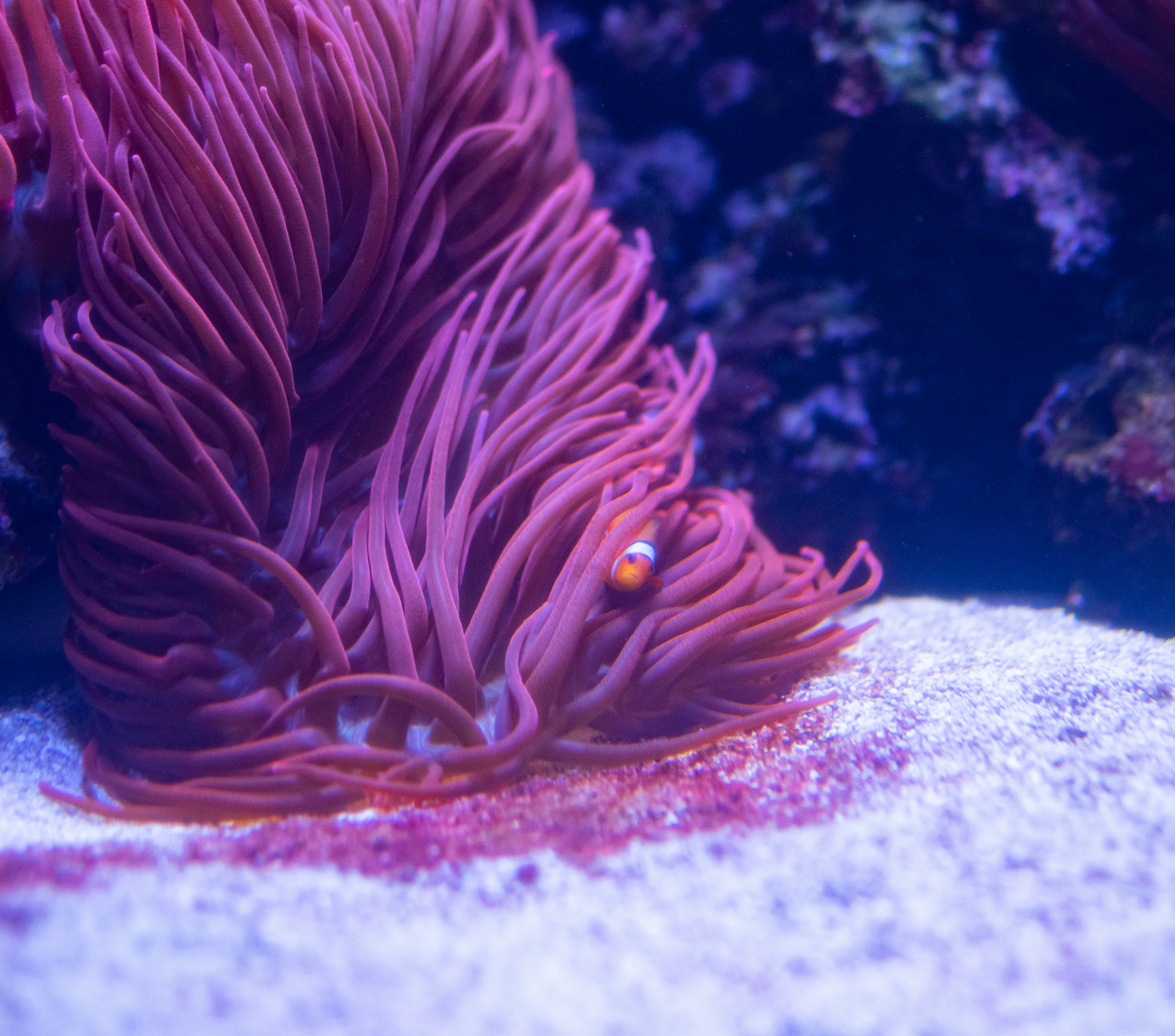 Vibrant purple anemone with a shy clownfish nestled among its tentacles in a serene underwater setting.