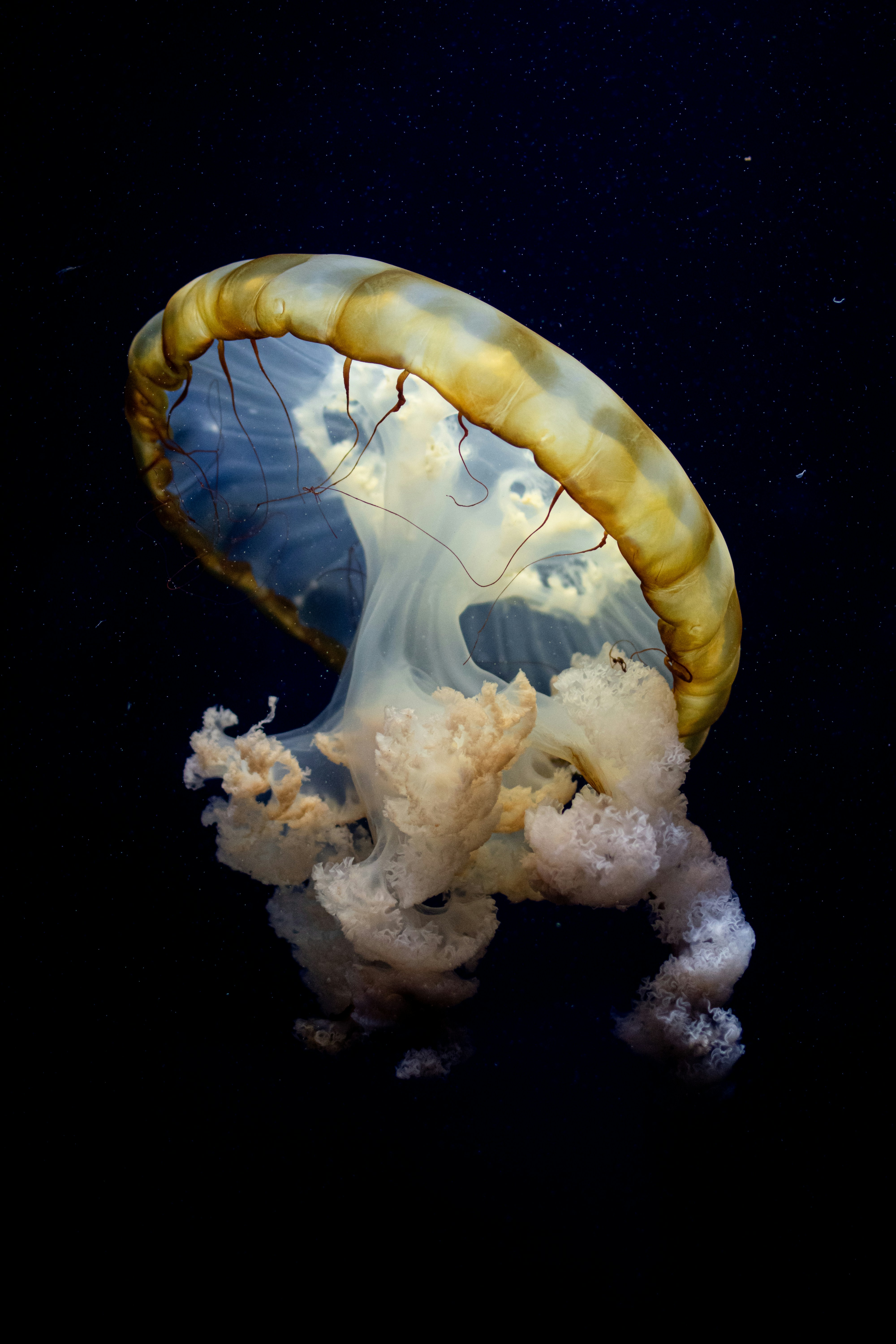 Translucent jellyfish glows against a dark, star-speckled backdrop in a photograph, showcasing its curved bell and trailing tentacles.