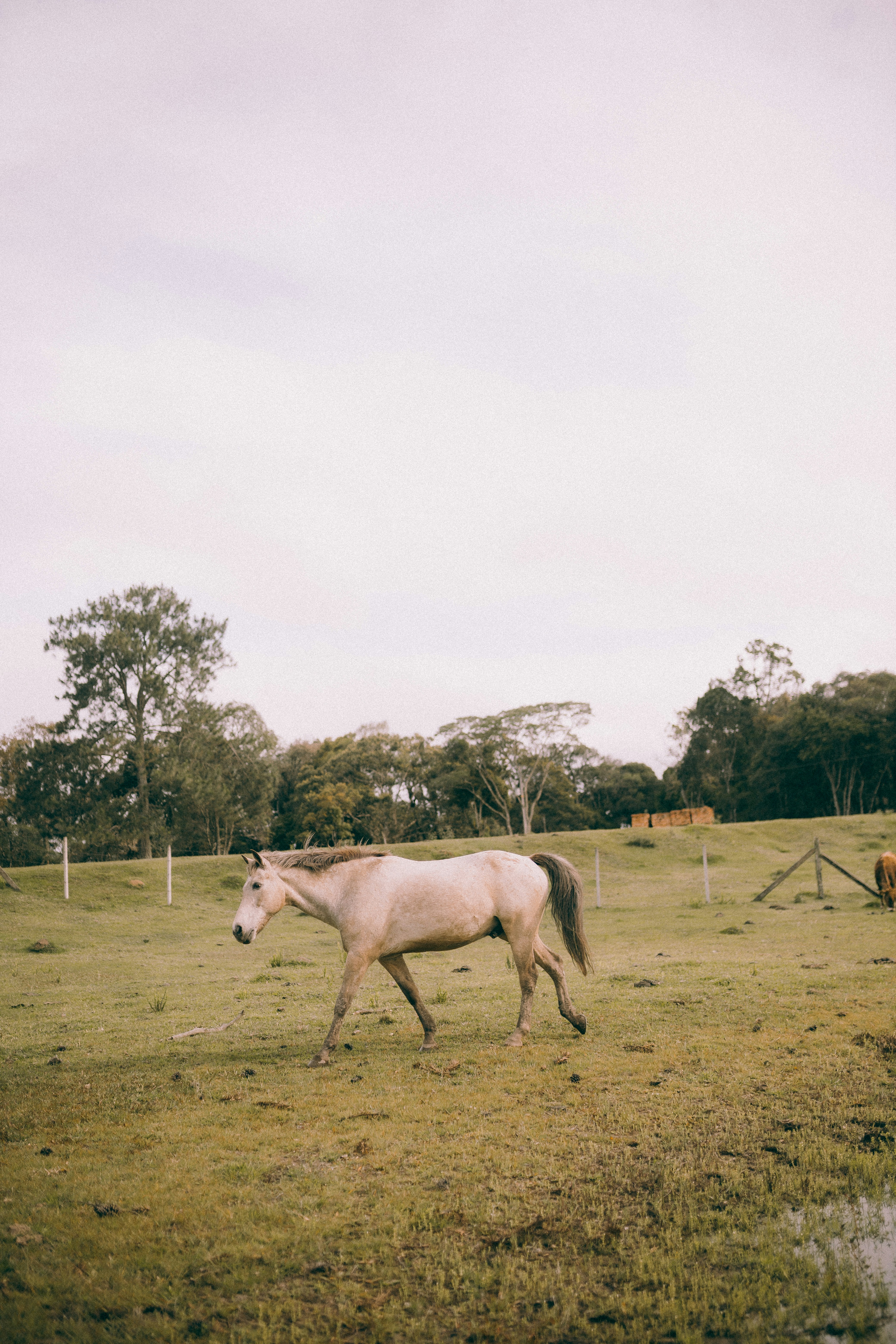 Lone White Mare Traverses a Quiet Pasture