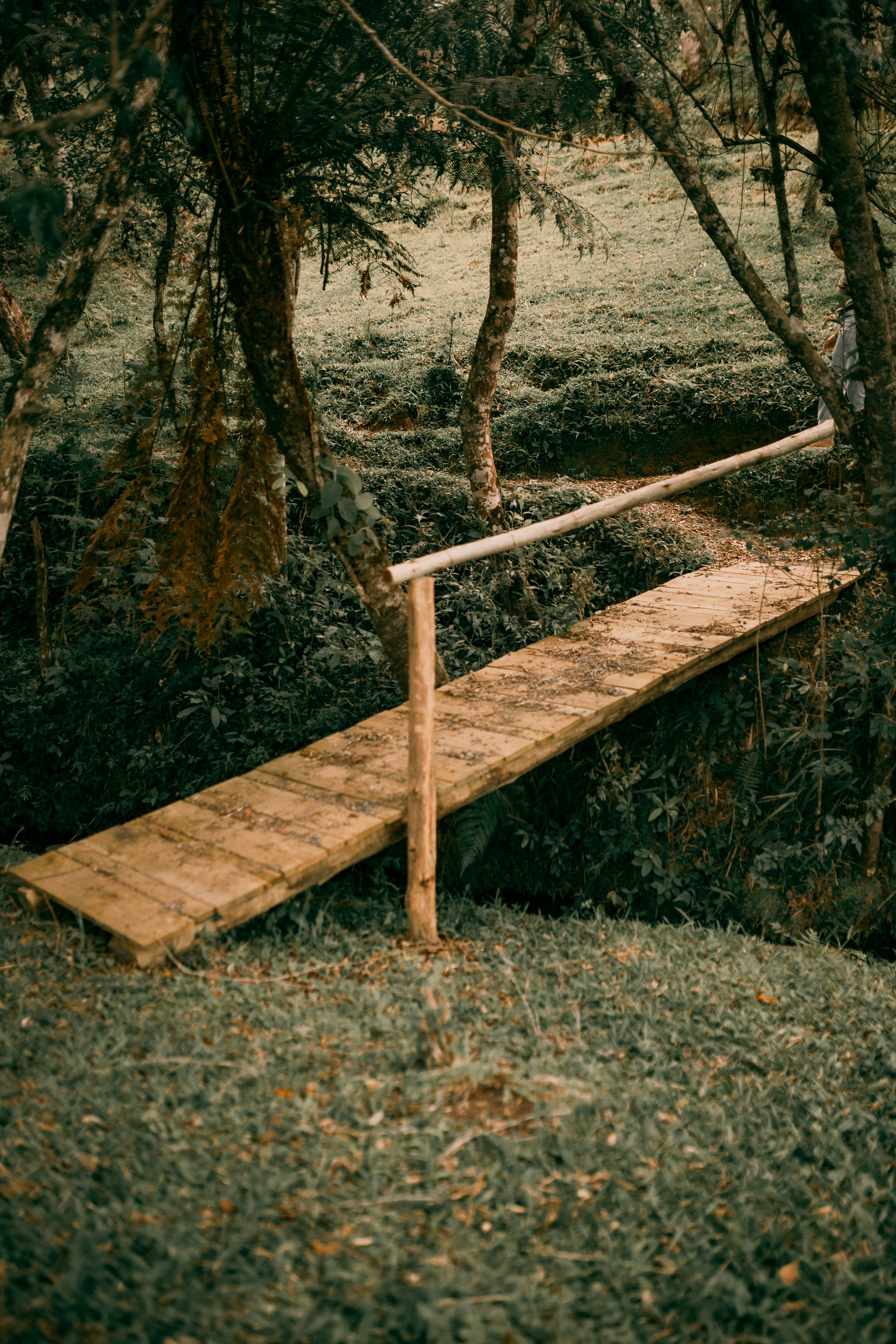 Bridge Over Quiet Woods