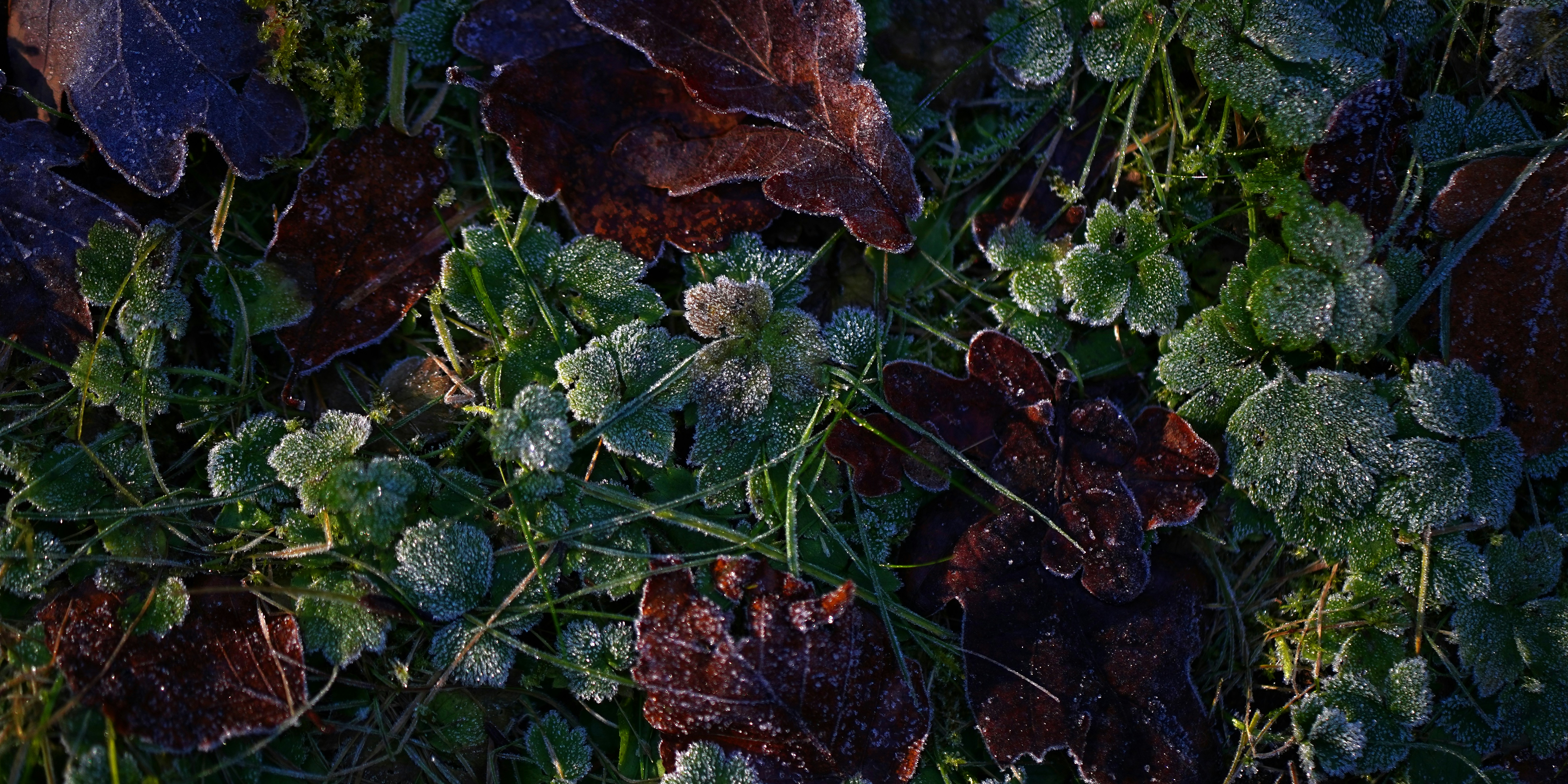 Frost-Laced Leaf Carpet in Quiet Morning Light