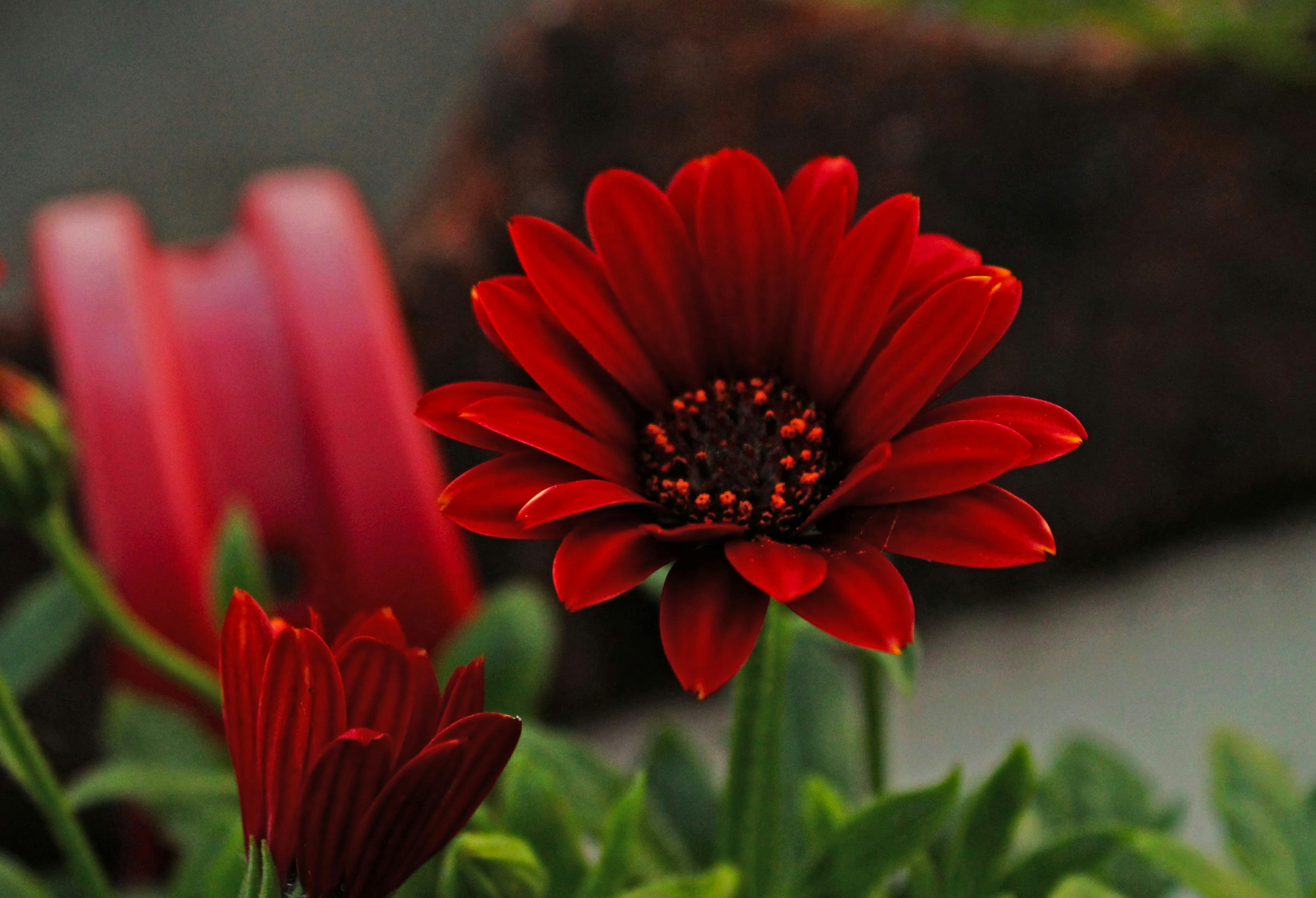 Crimson Velvet Bloom in Focused Evening Light