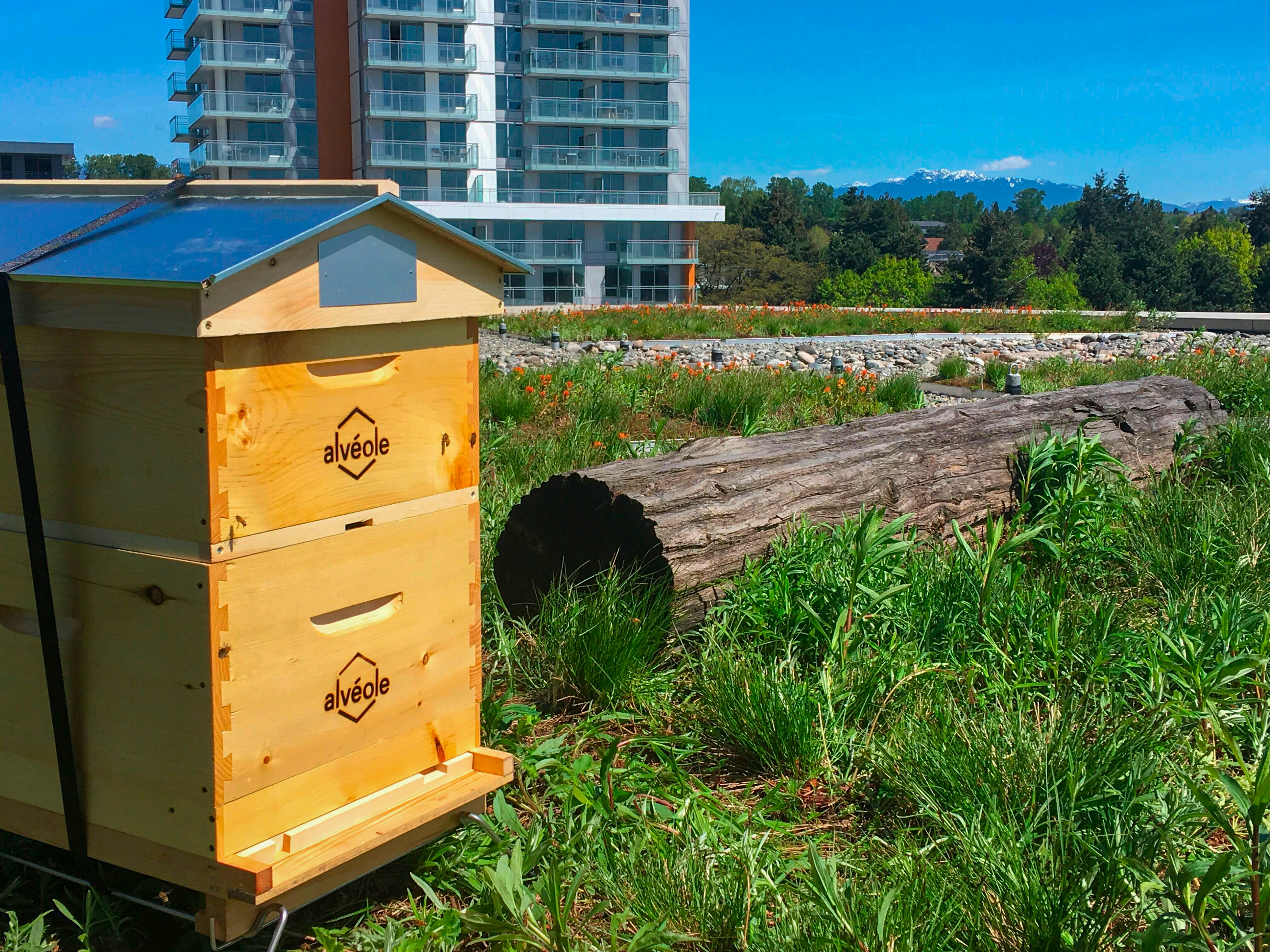 A beehive sitting in the grass next to a log photo – Free Building ...