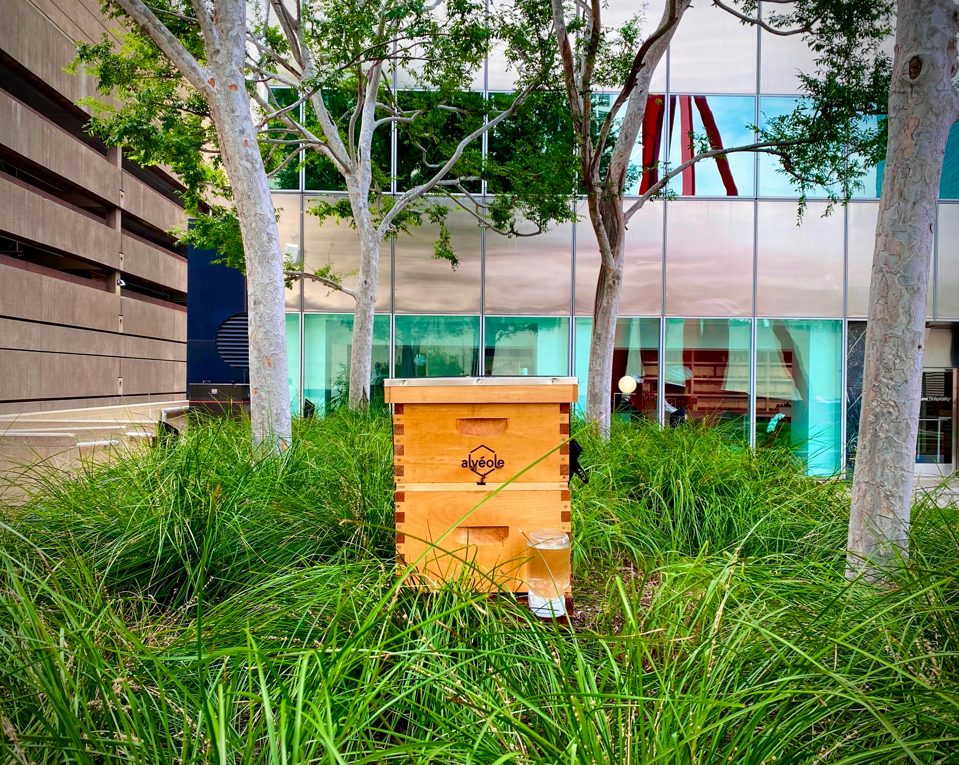 A beehive in the middle of some tall grass photo – Free Los angeles ...