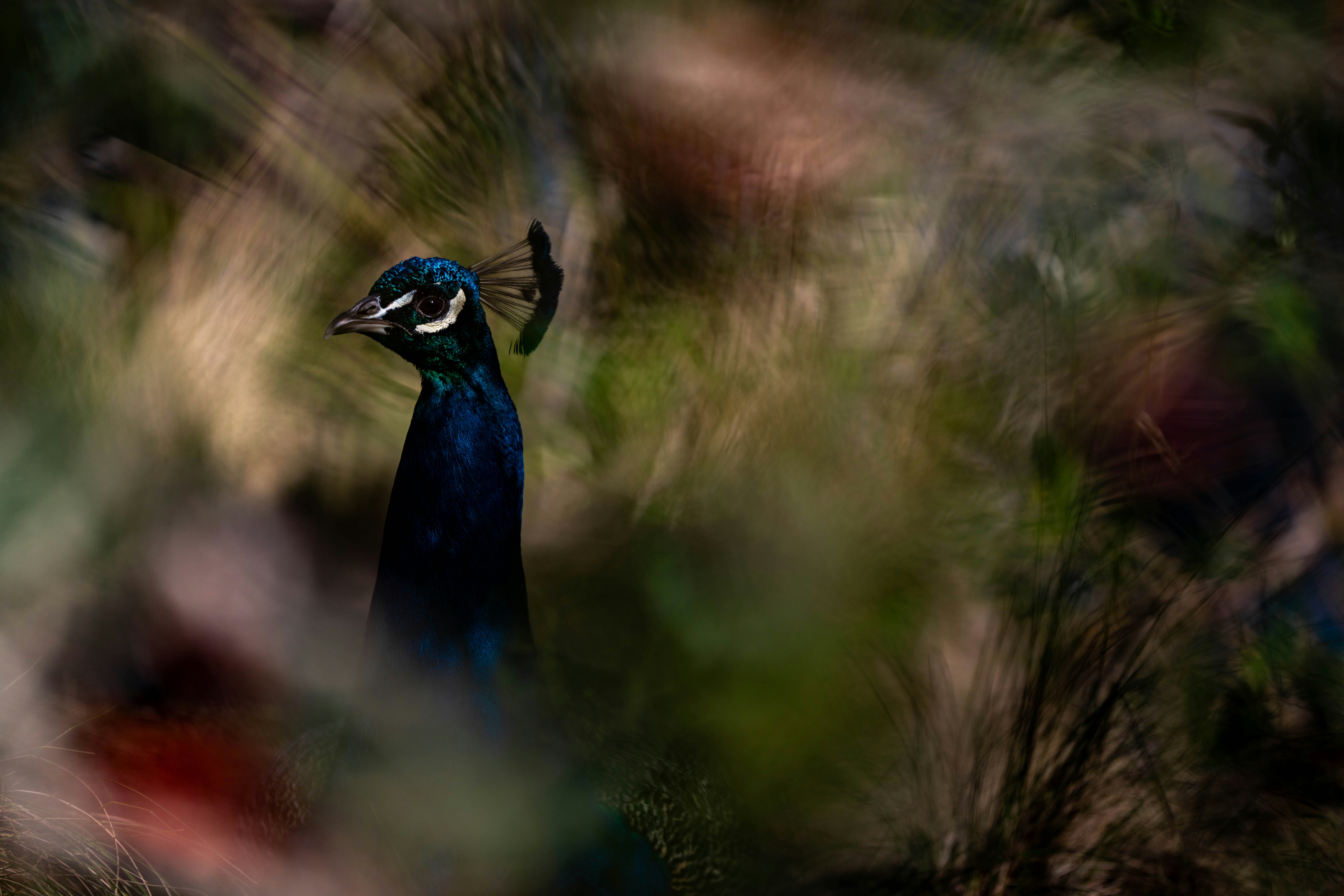 Hidden Peacock: A Quiet Glimpse Through Framing Foliage