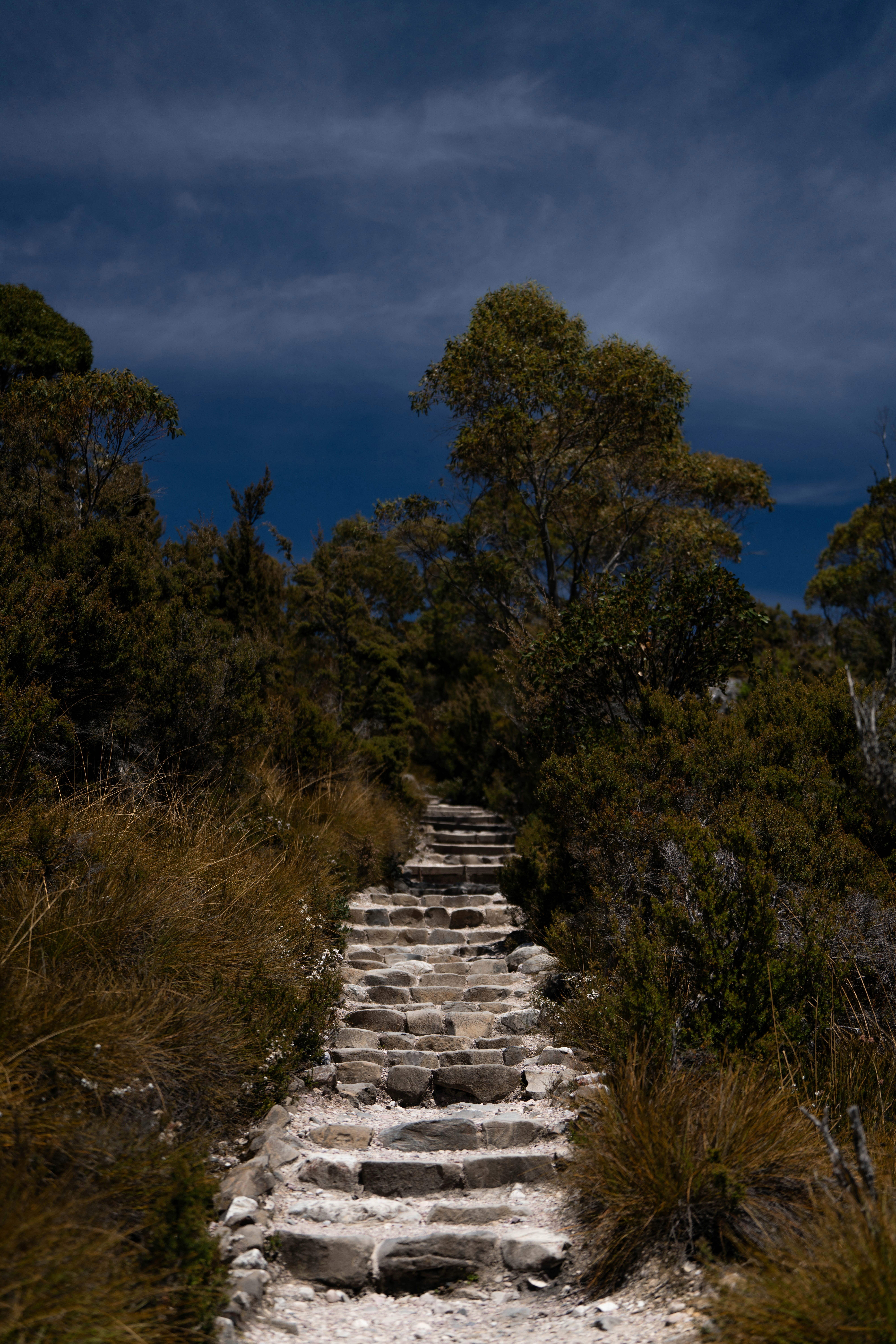 Stone Stairway Through Pines Under a Cerulean Sky