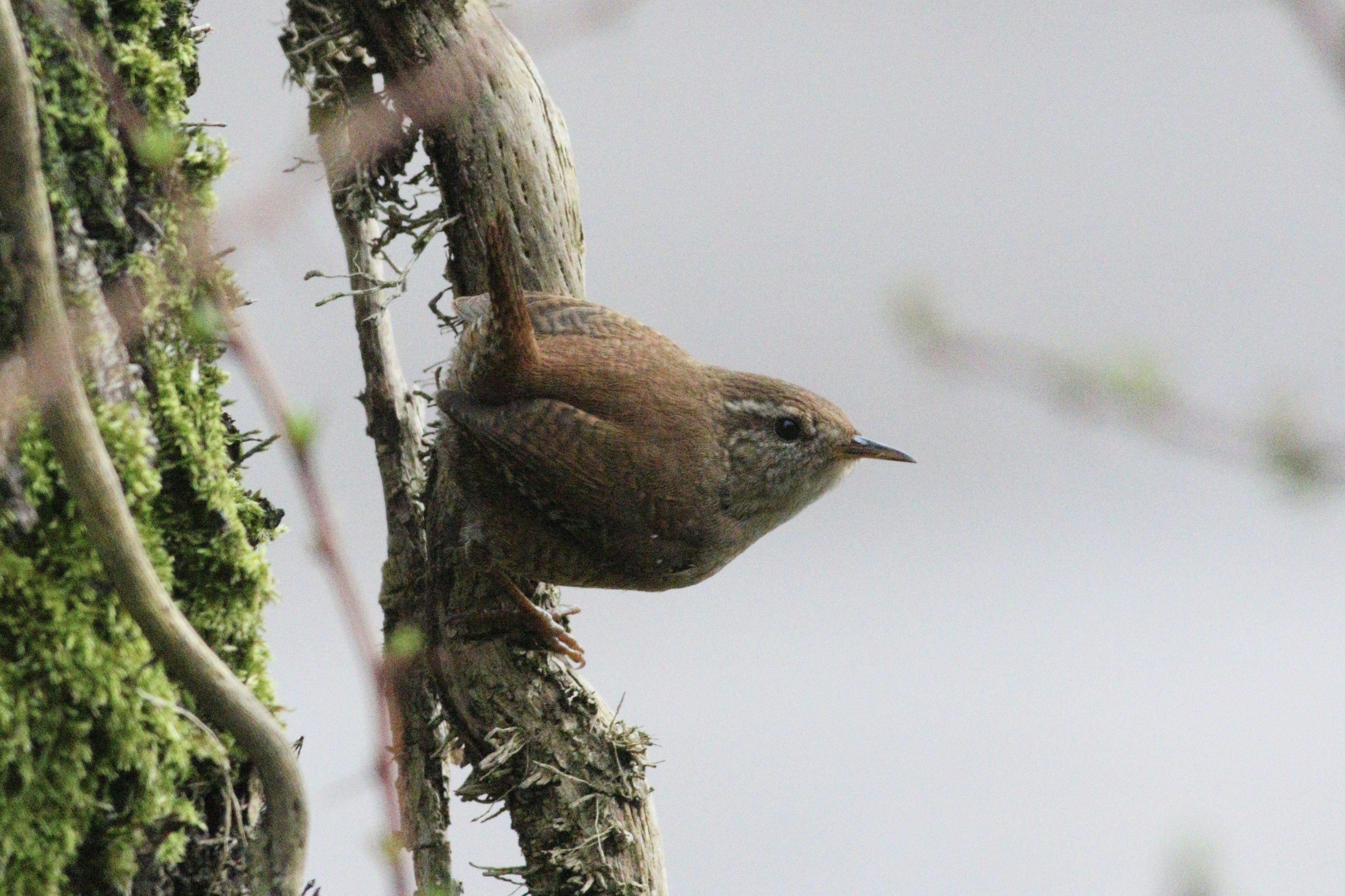 Mossy Perch: A Small Bronze-Brown Bird Clinging to a Lichen-Covered Branch