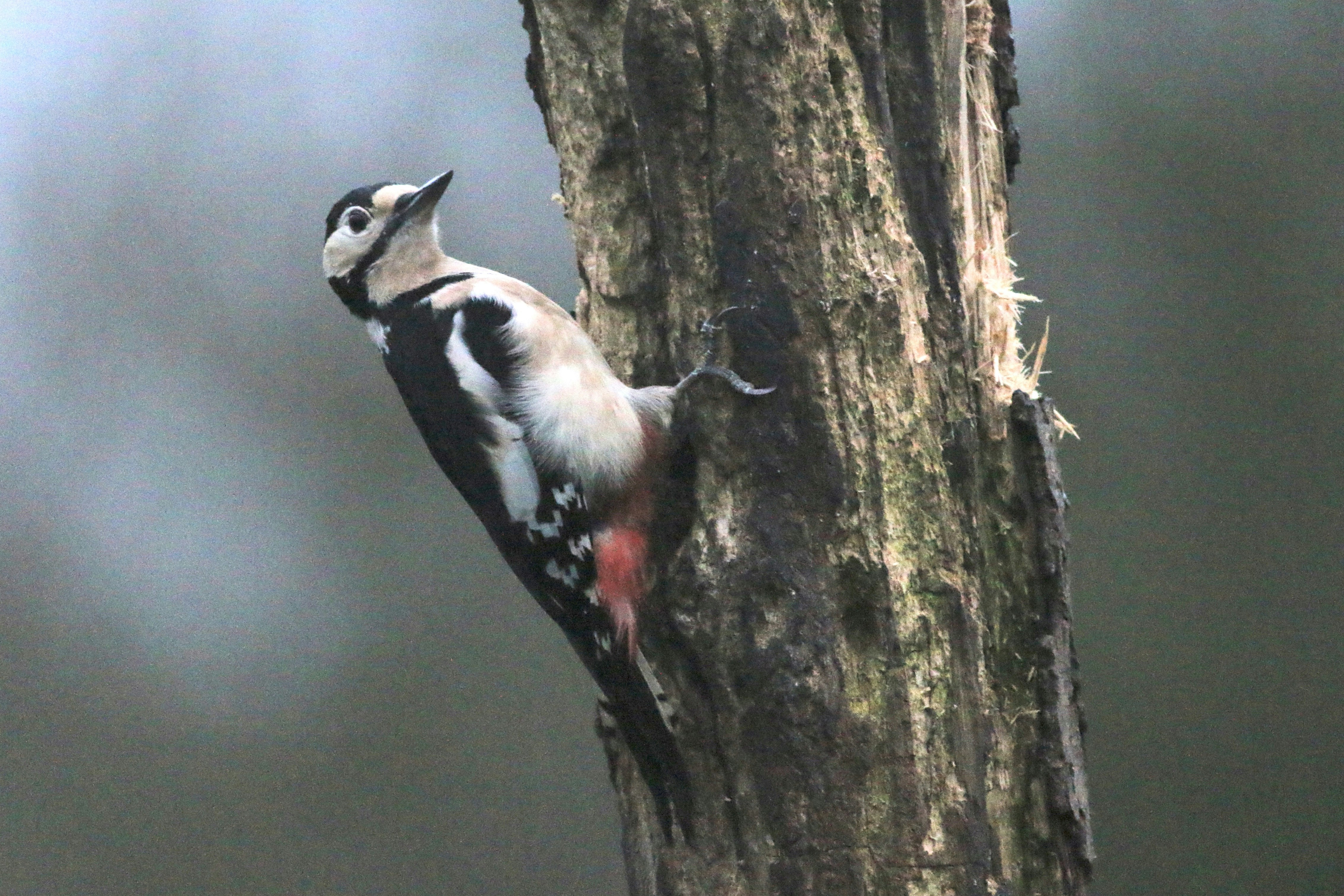Chisel and Bark: Great Spotted Woodpecker Clings to the Trunk