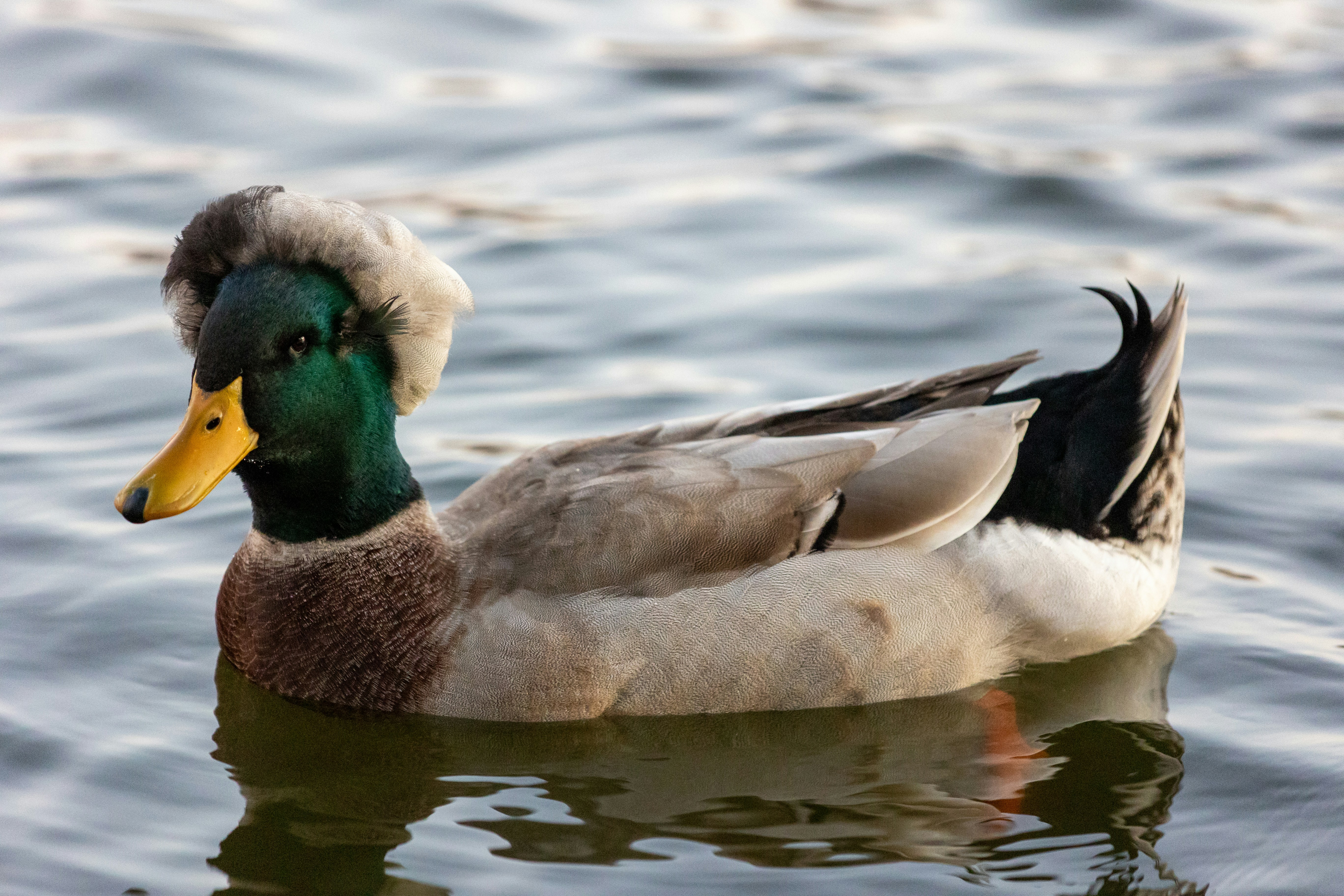 A duck floating on top of a body of water photo – Free Duck Image on ...