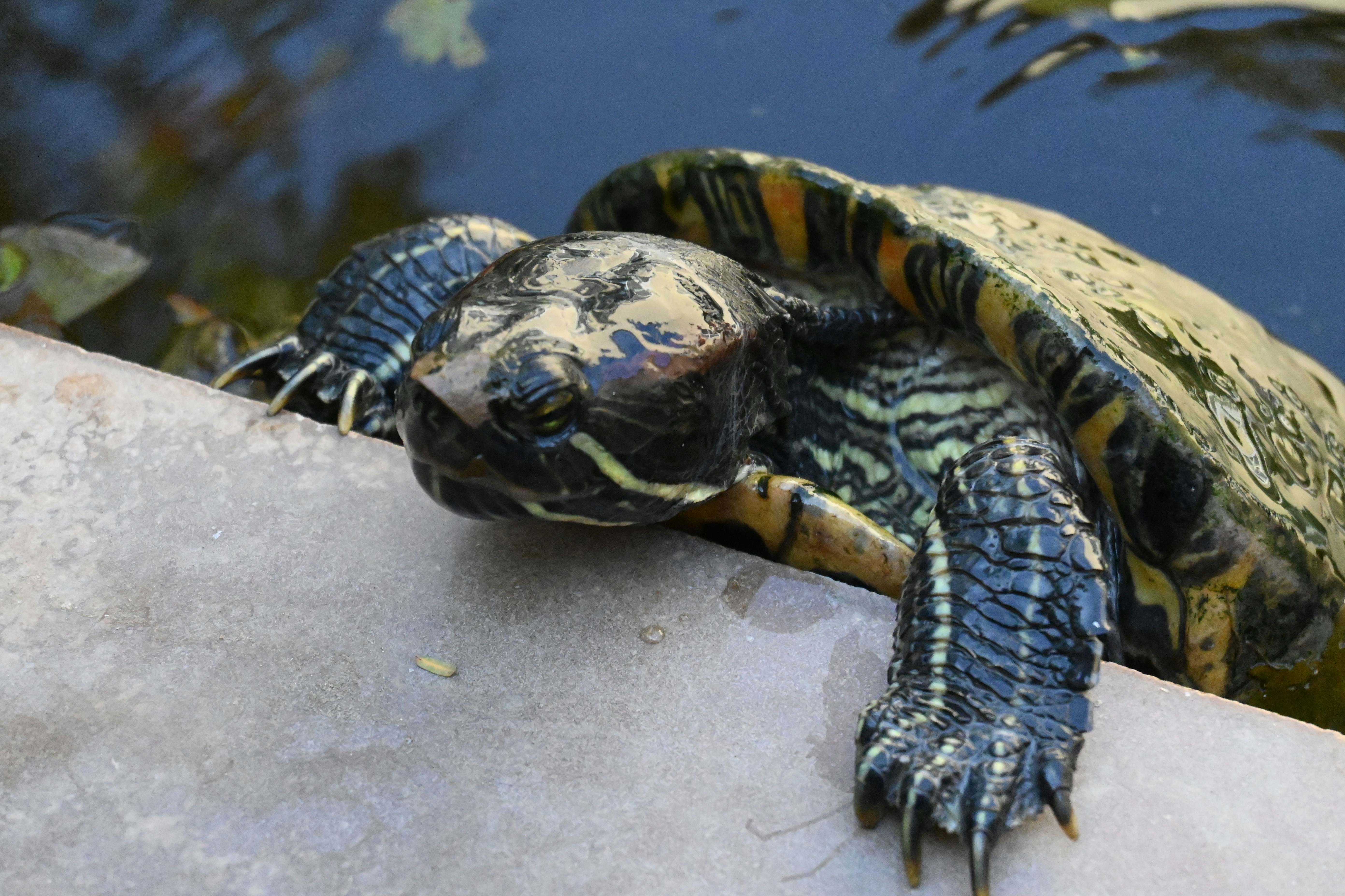A turtle that is sitting on a ledge photo – Free Animal Image on Unsplash