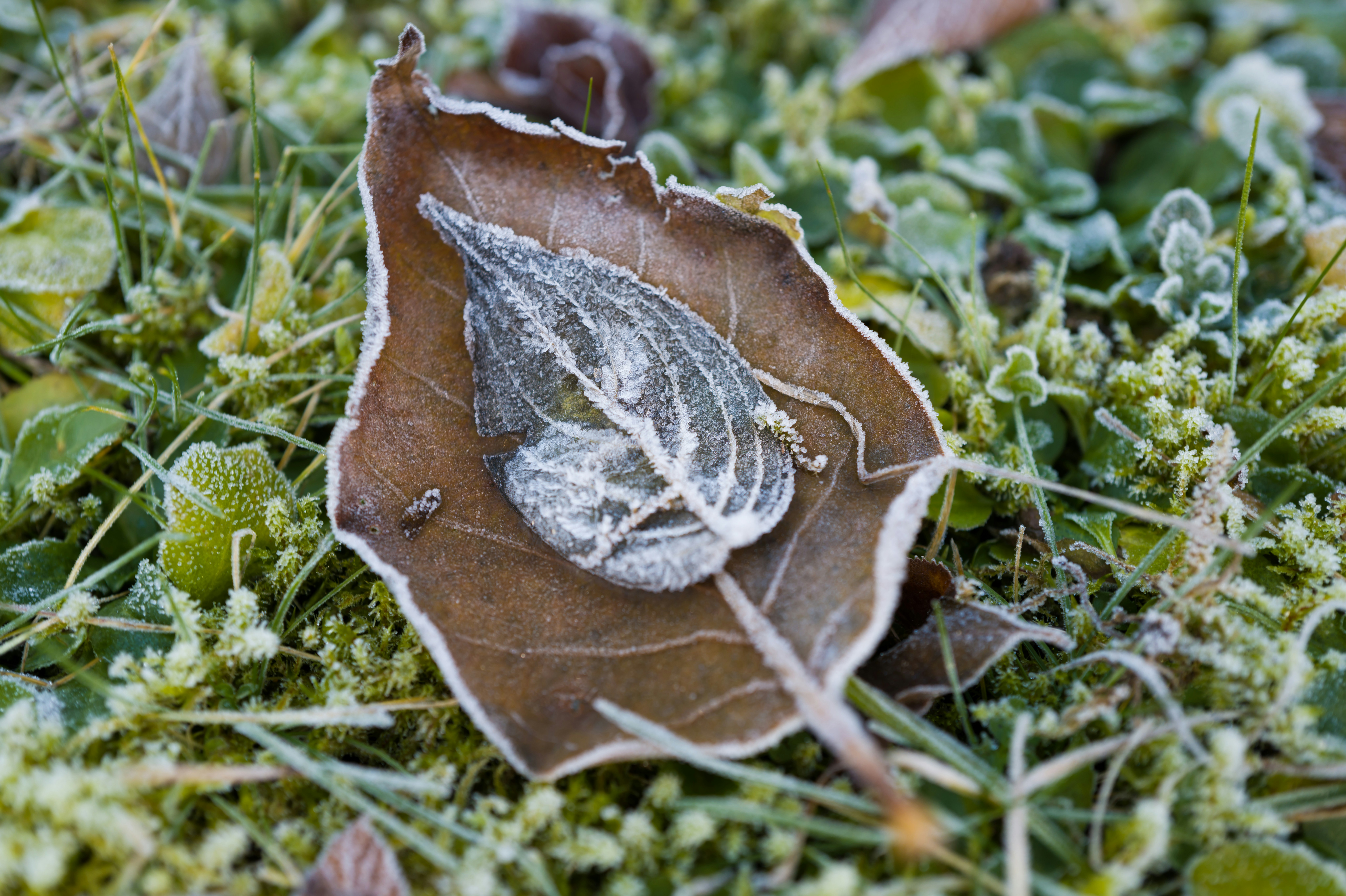Frosted Elegance in Autumn's Embrace