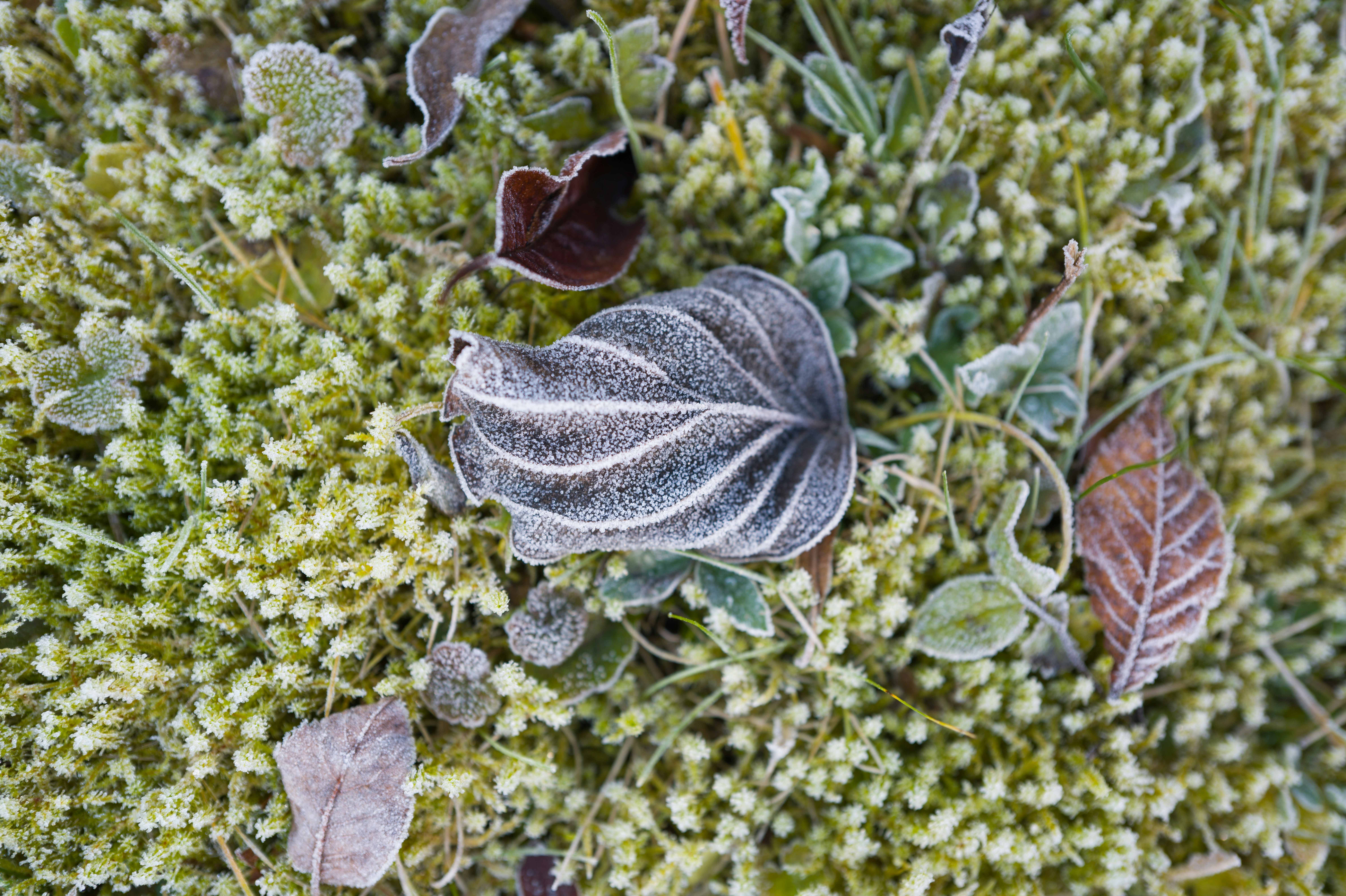 Foto Un primer plano de una planta con escarcha – Imagen Escarcha ...