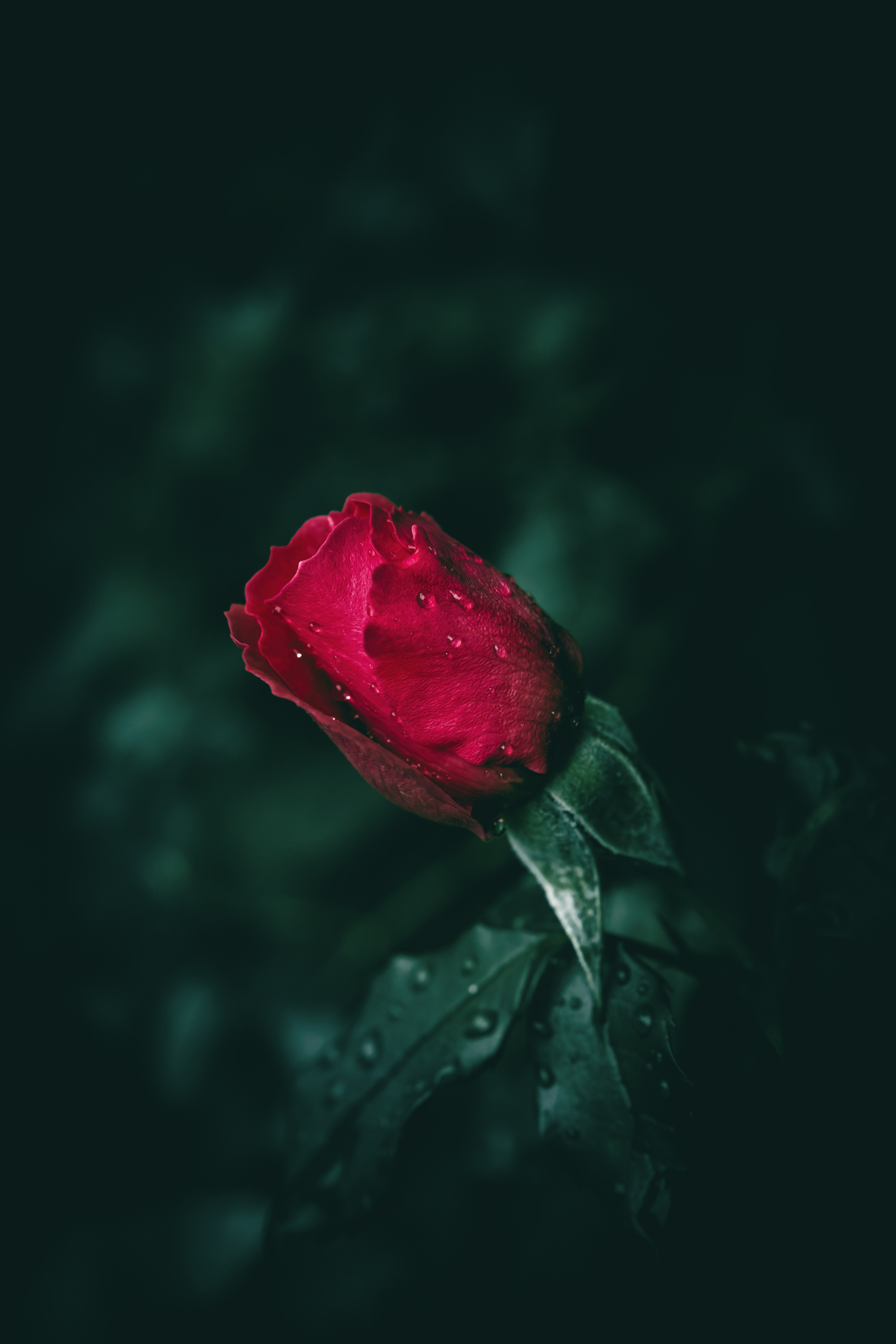 A single red rose with water droplets on it photo – Free Serbia Image ...