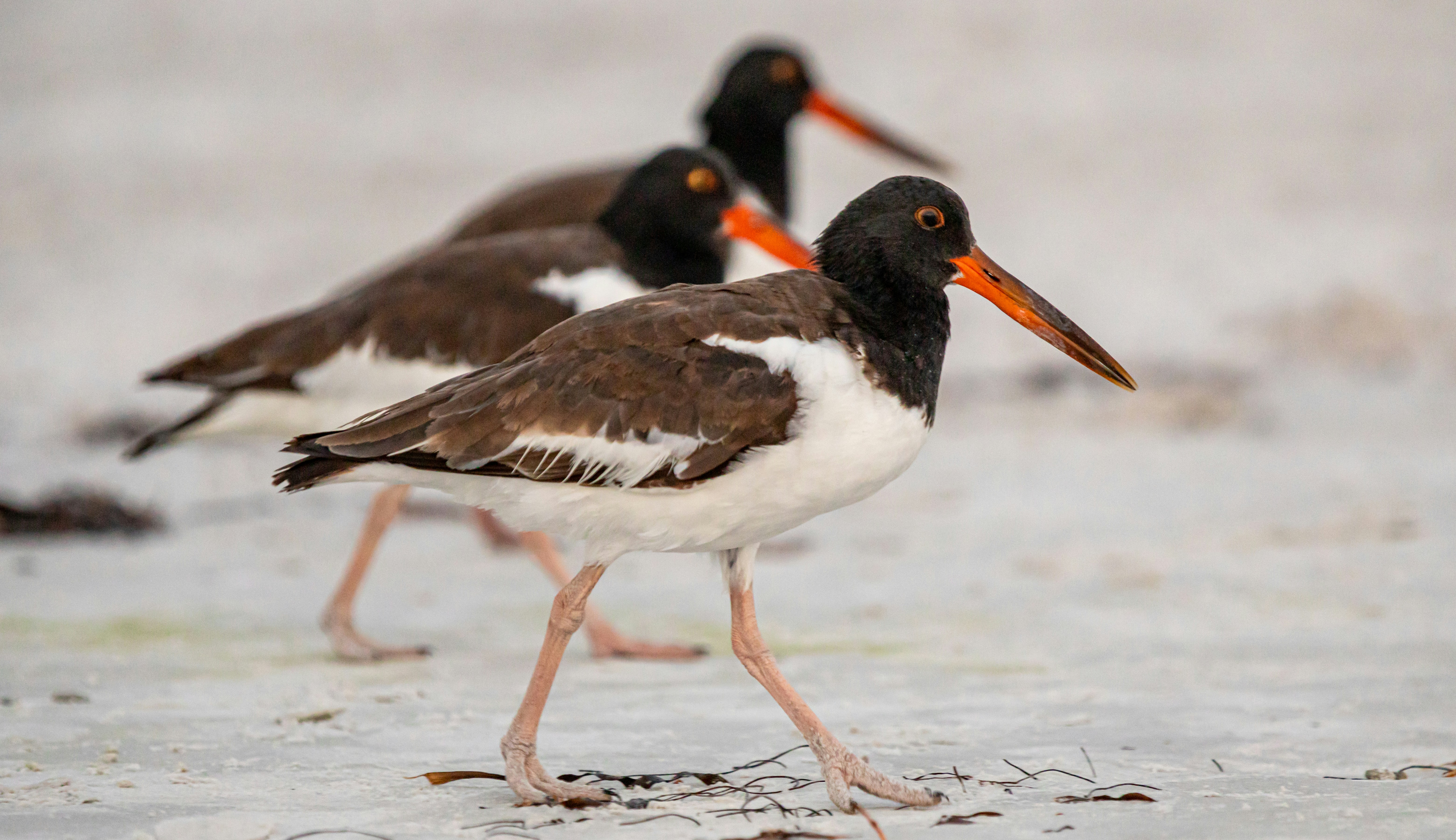 A couple of birds that are standing in the sand photo – Free Bird Image ...