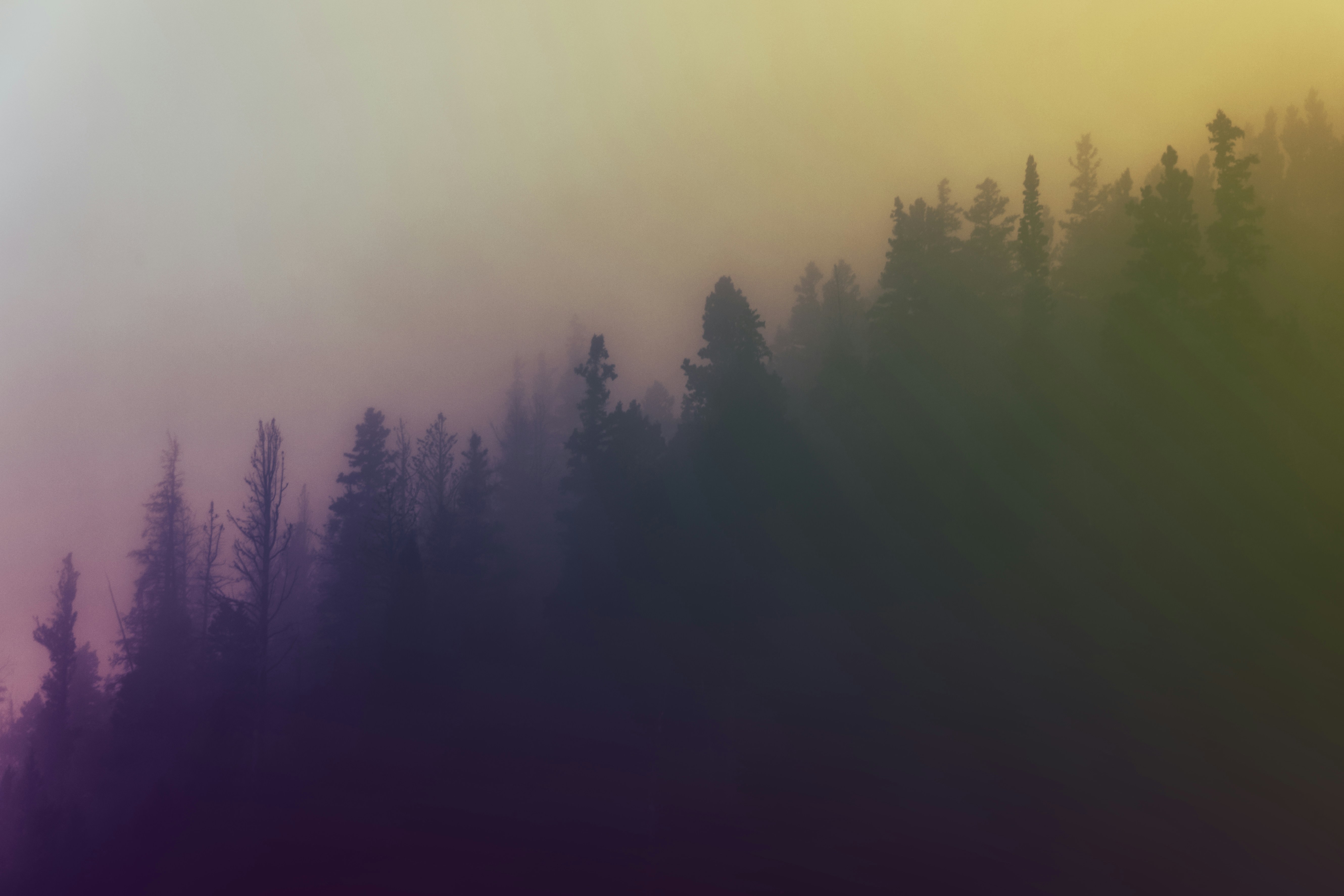 Trees | 100+ best free photos on Unsplash