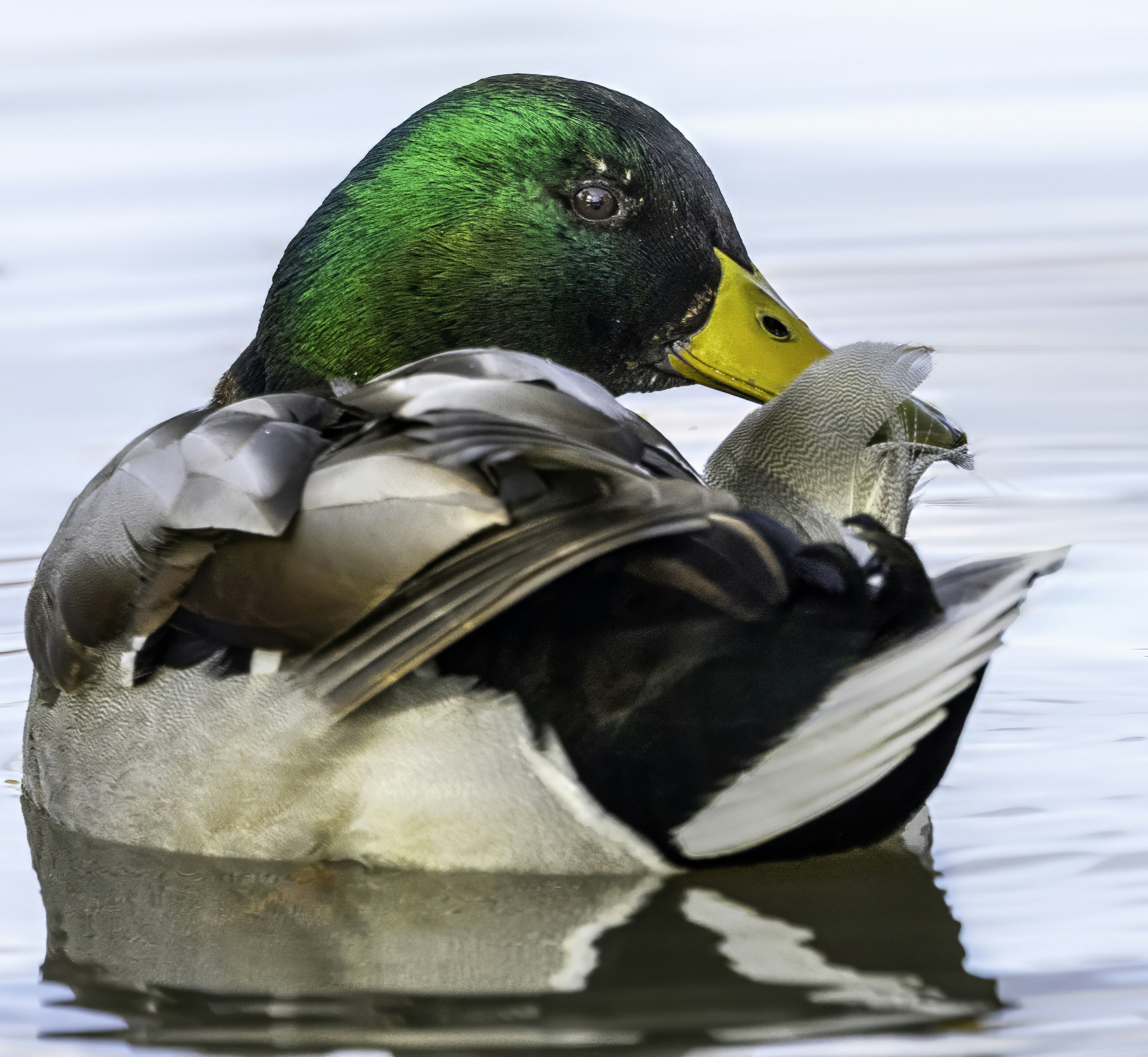 A duck with a duckling in its beak in the water photo – Free Longview ...