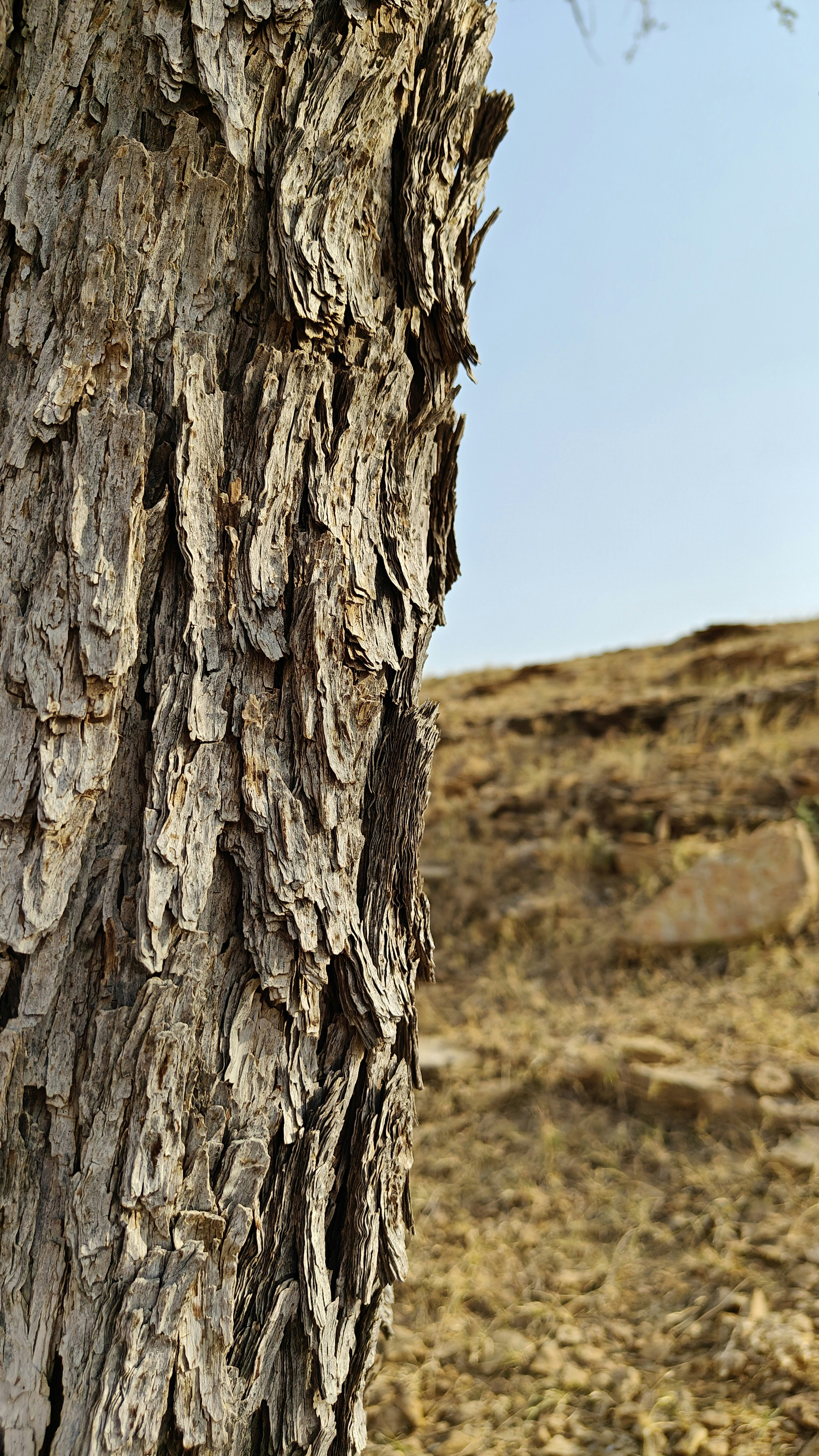 Weathered Bark in Low Desert Light