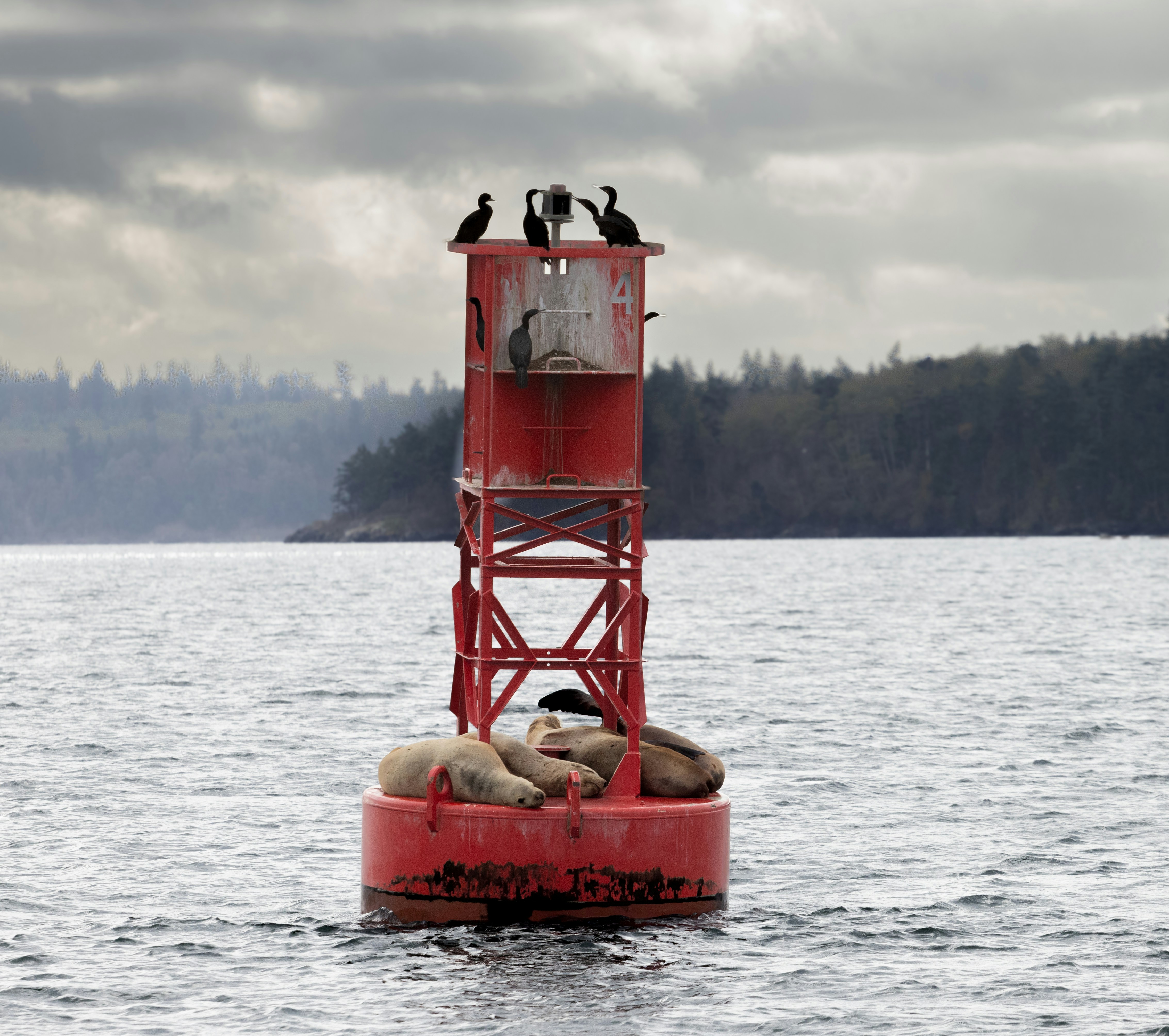 Red Buoy Watchtower: Seabirds Perch Above a Quiet Sea
