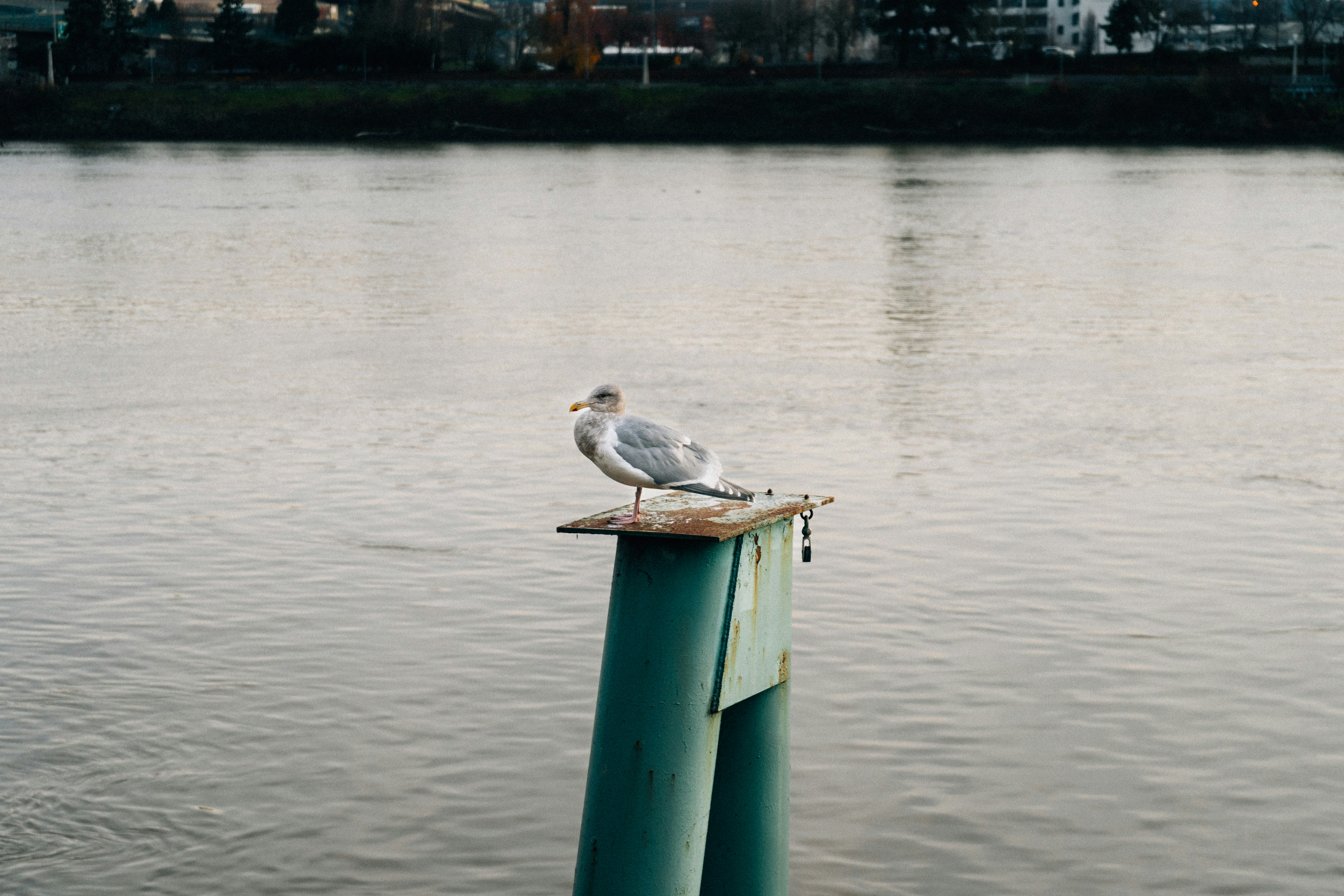 Teal Sentinel: A Seagull Above the Quiet River
