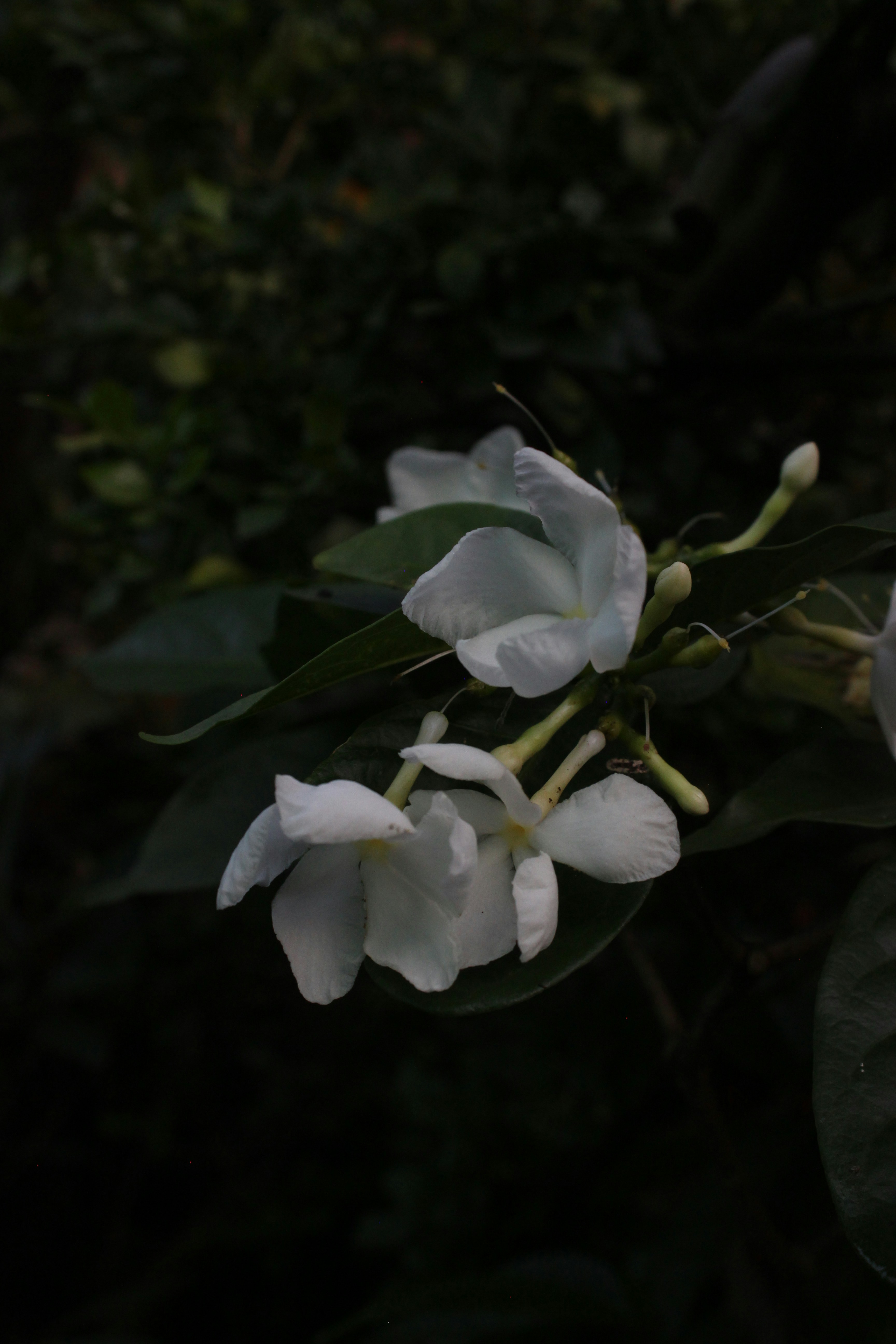 Whispering White Blooms in a Shadowed Garden