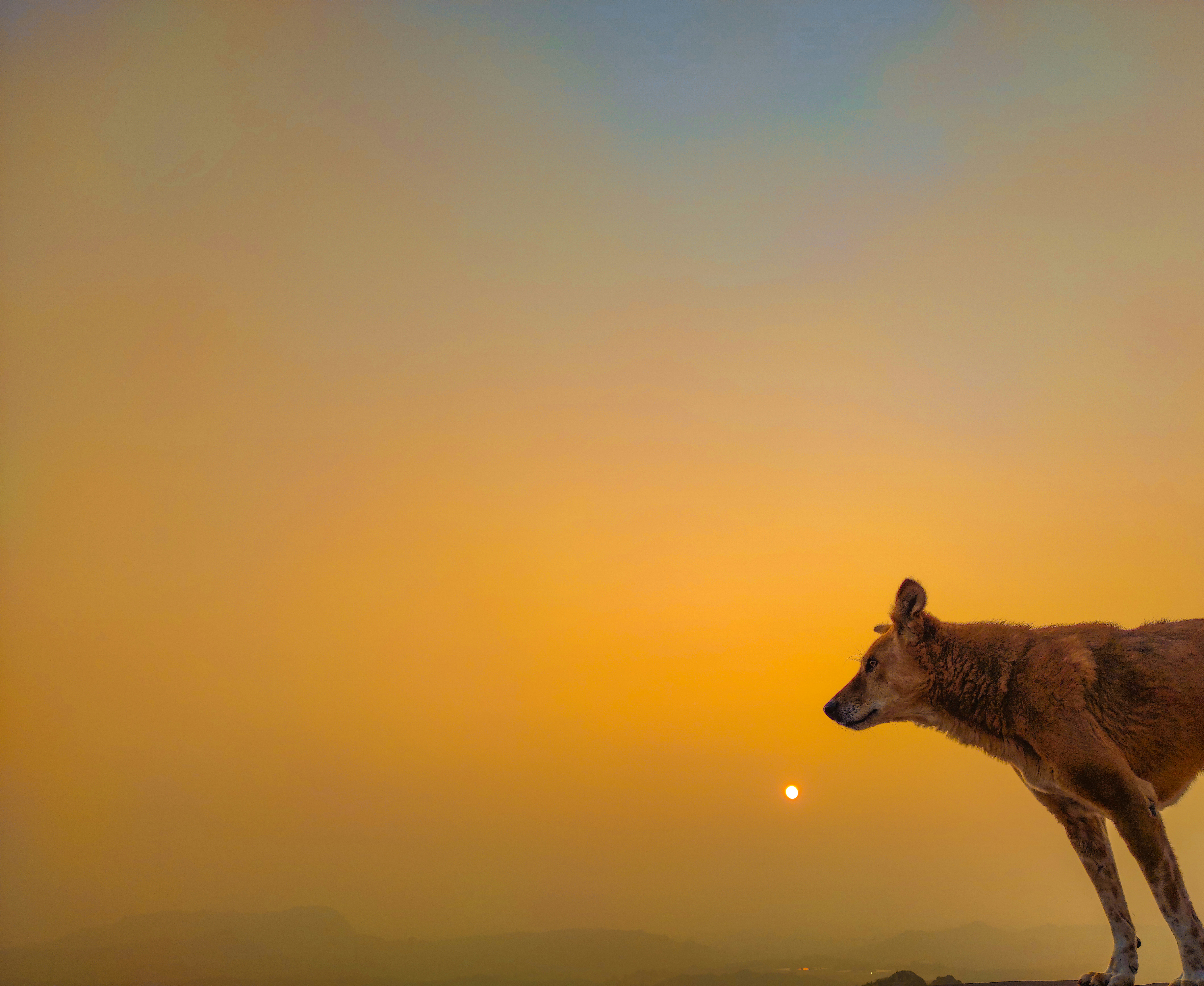 Sunset Sentinel: A Coyote at the Golden Horizon