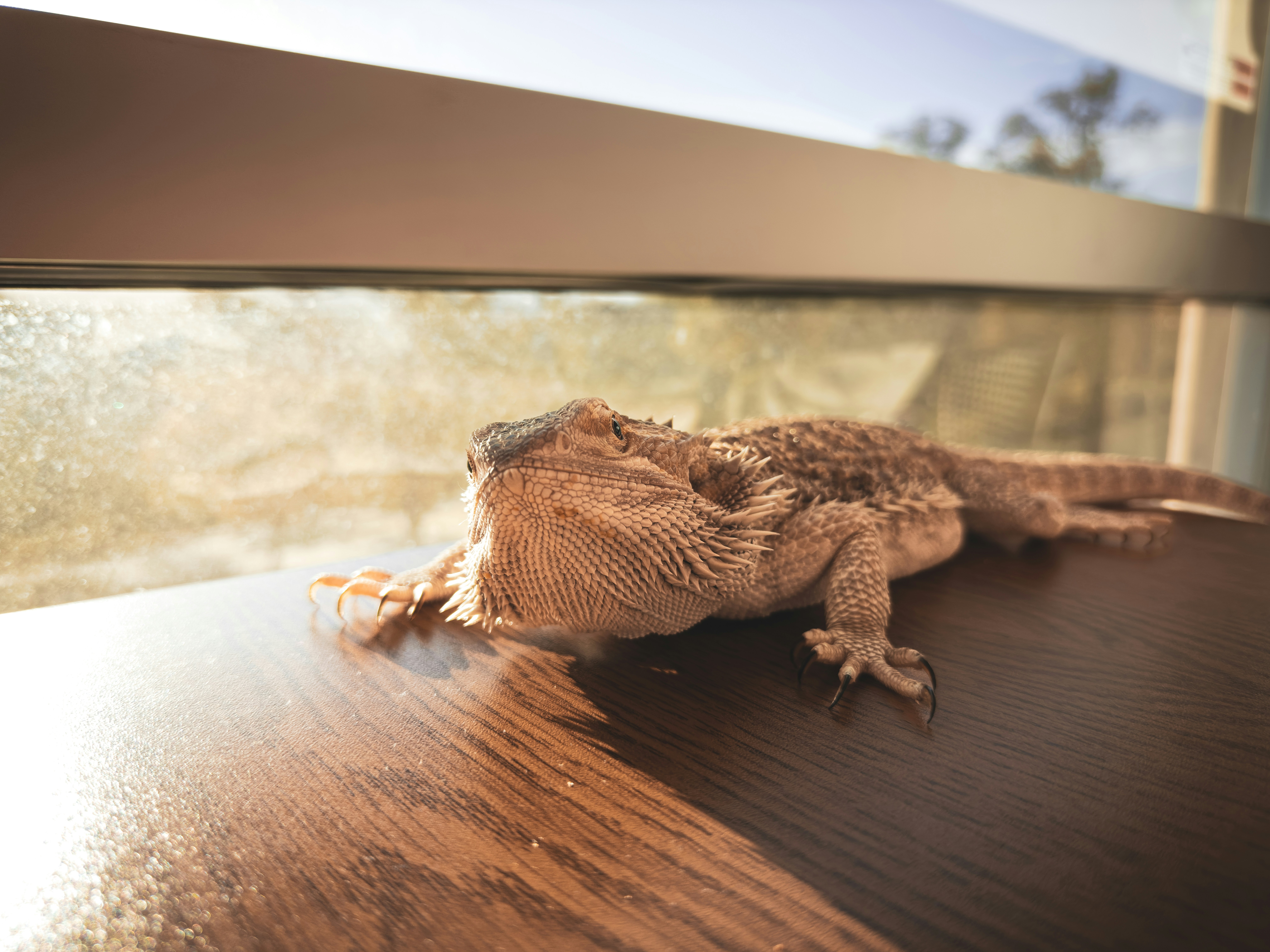 Bearded Dragon Basks in Golden Window Light on a Wooden Sill