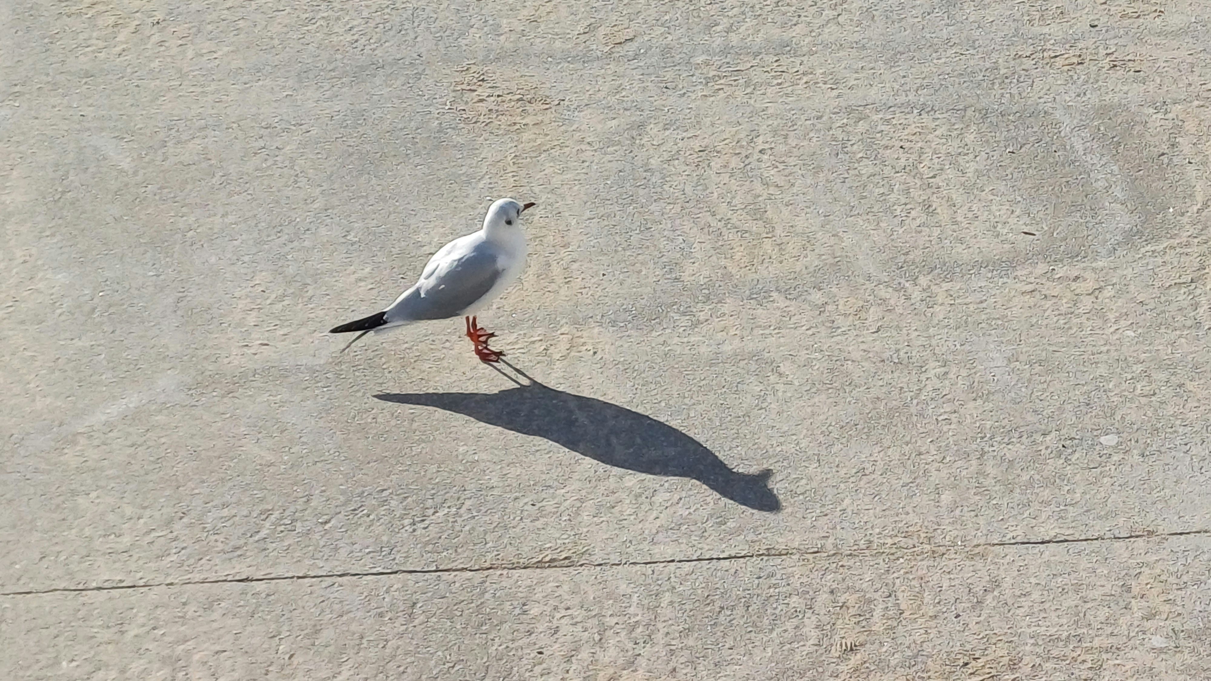 Photo by Philippe LOUAGE with Samsung Galaxy A34