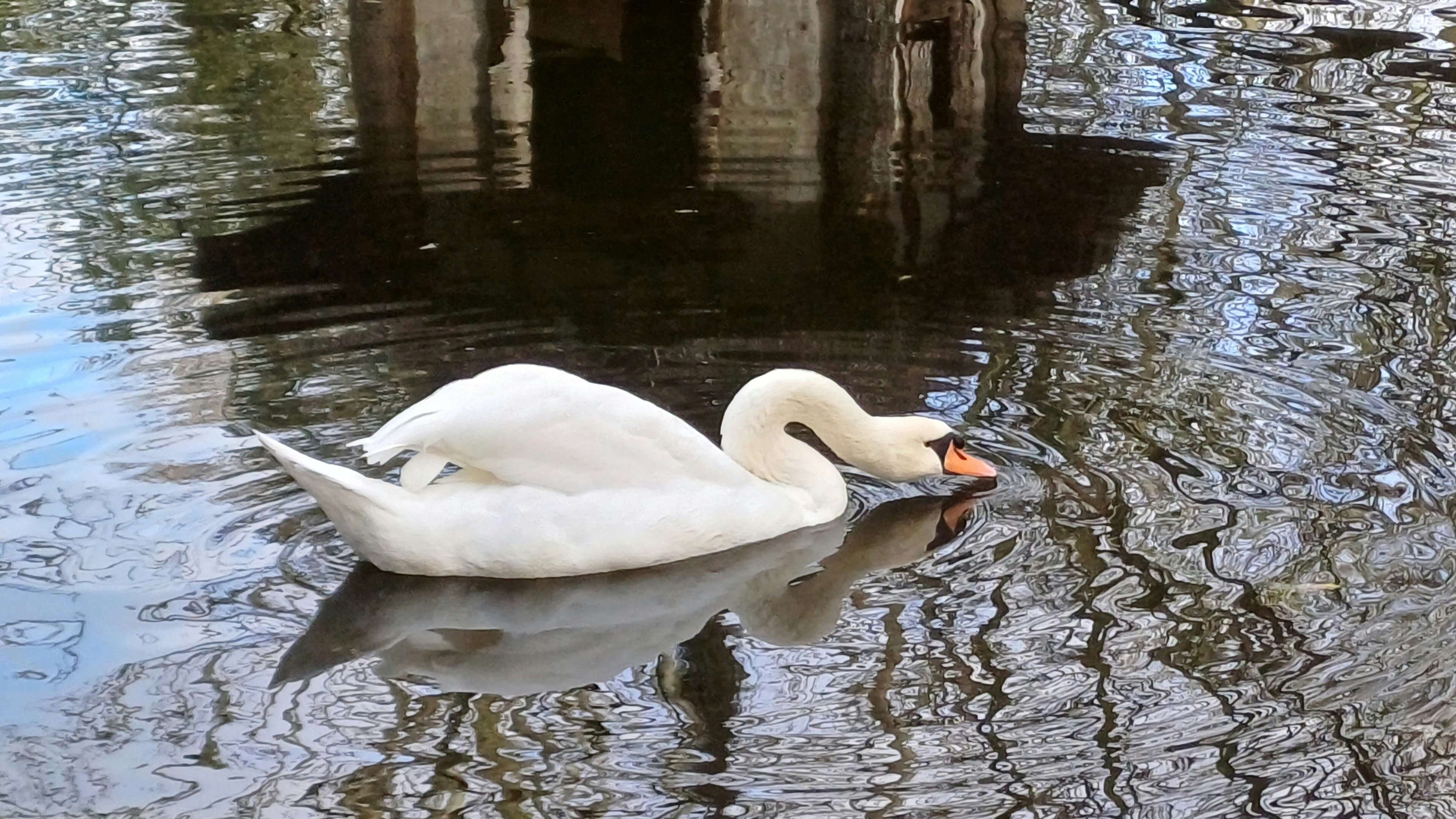 Serene Swan: A Quiet Glide on Reflective Water